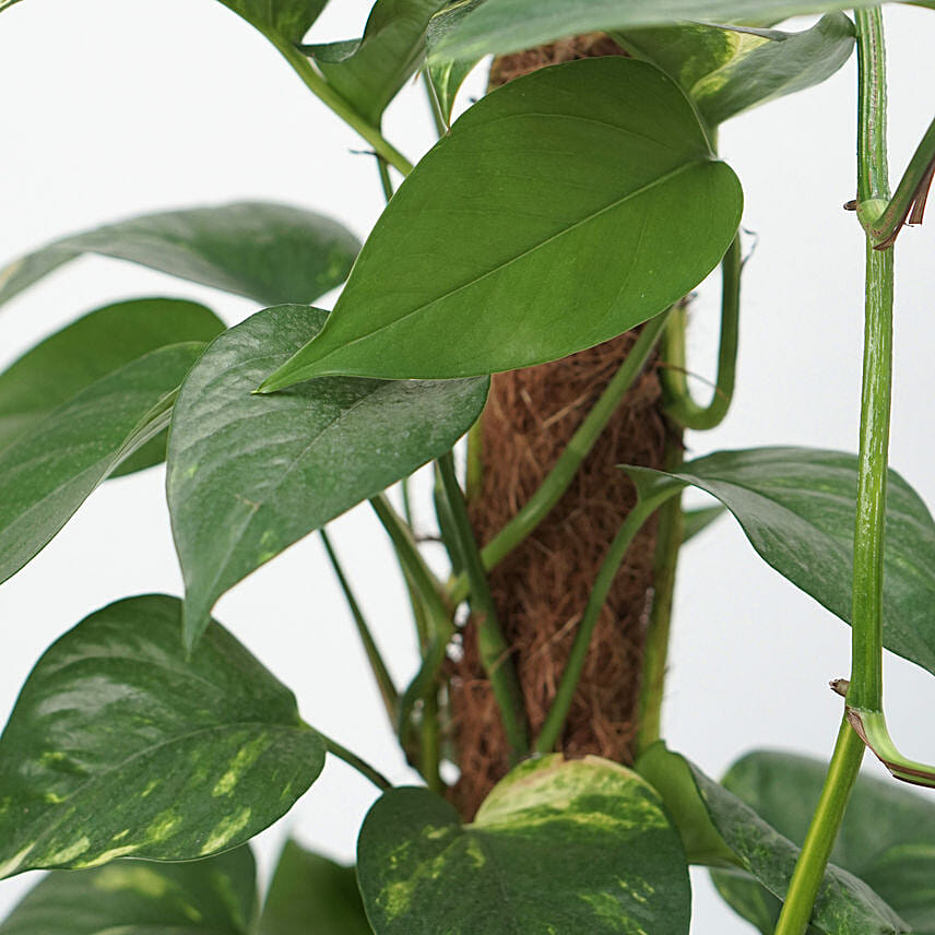 Online Schefflera Arb Gold Capella Plant Gift Delivery in Qatar - Fnp.ae