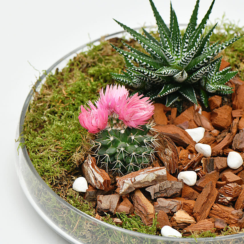 أون لاين Holy Ramadan Plant Gift Set توصيل هدايا في Qatar - FNP