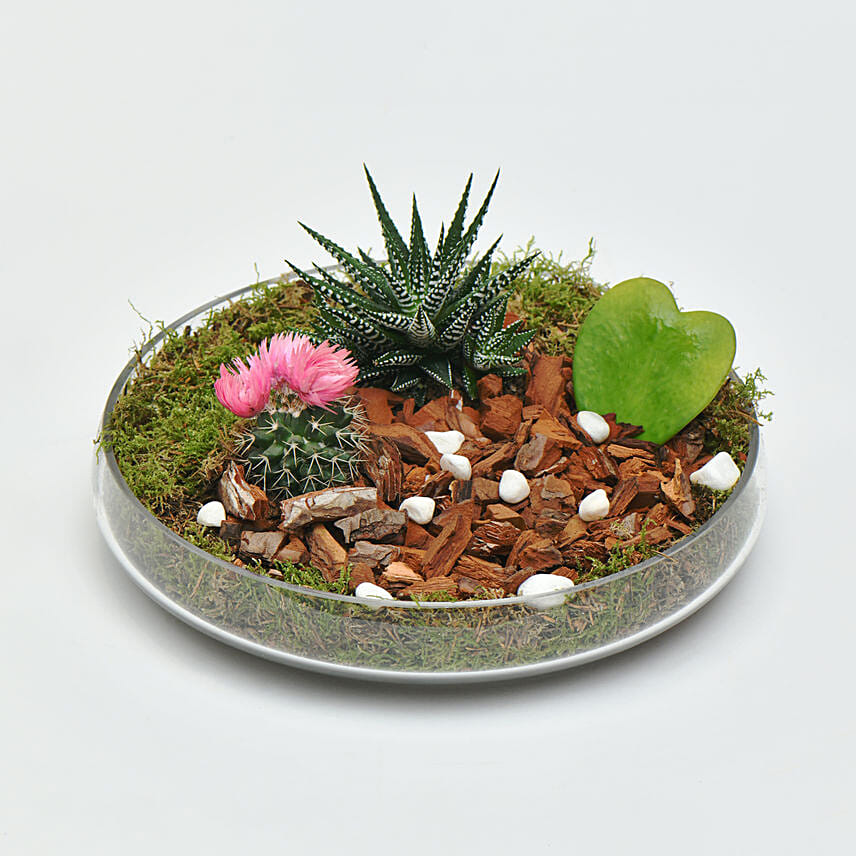 أون لاين Holy Ramadan Plant Gift Set توصيل هدايا في Qatar - FNP