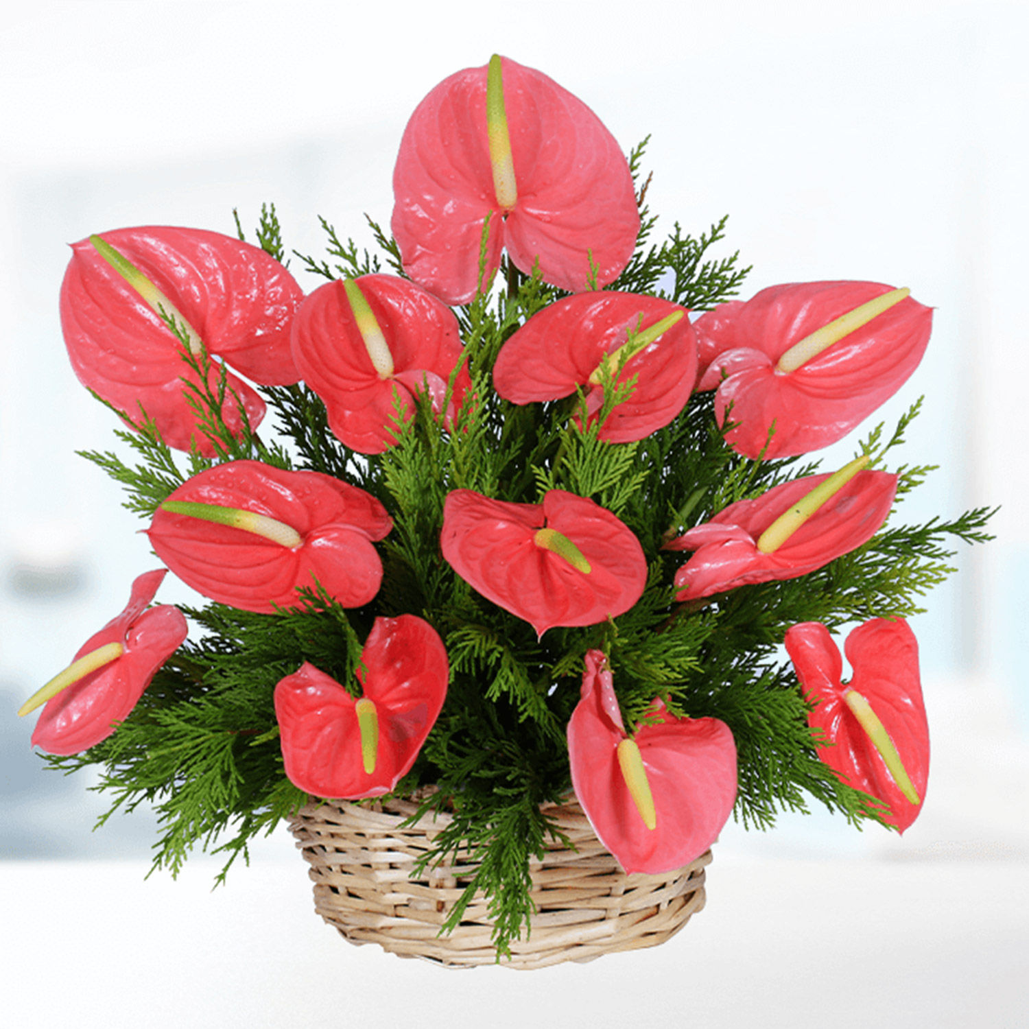 Online Tropical Anthurium Basket Gift Delivery in Qatar - FNP