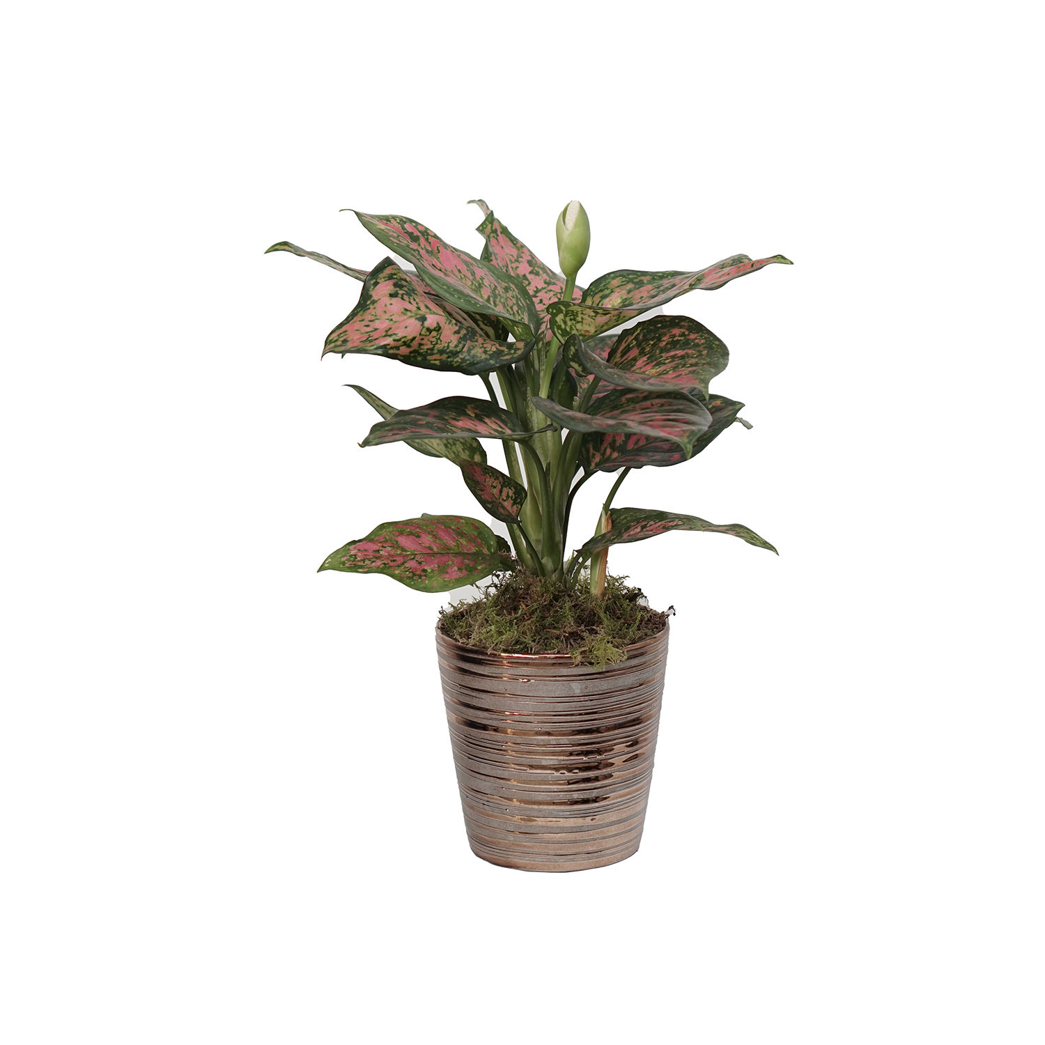 Online Aglaonema Spotted Star Plant Bronze Pot Gift Delivery in Qatar ...