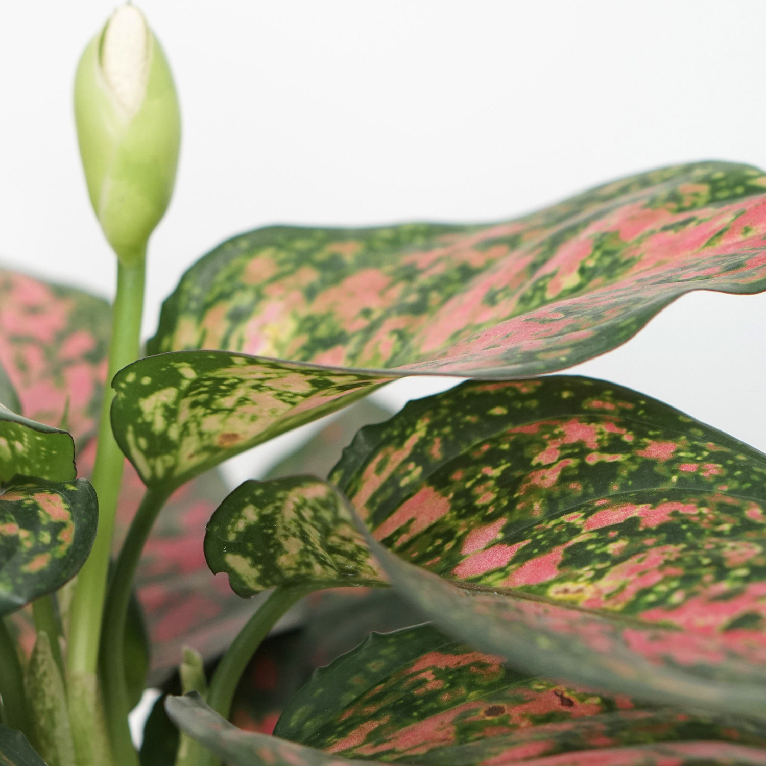 Online Aglaonema Spotted Star Plant Bronze Pot Gift Delivery in Qatar ...