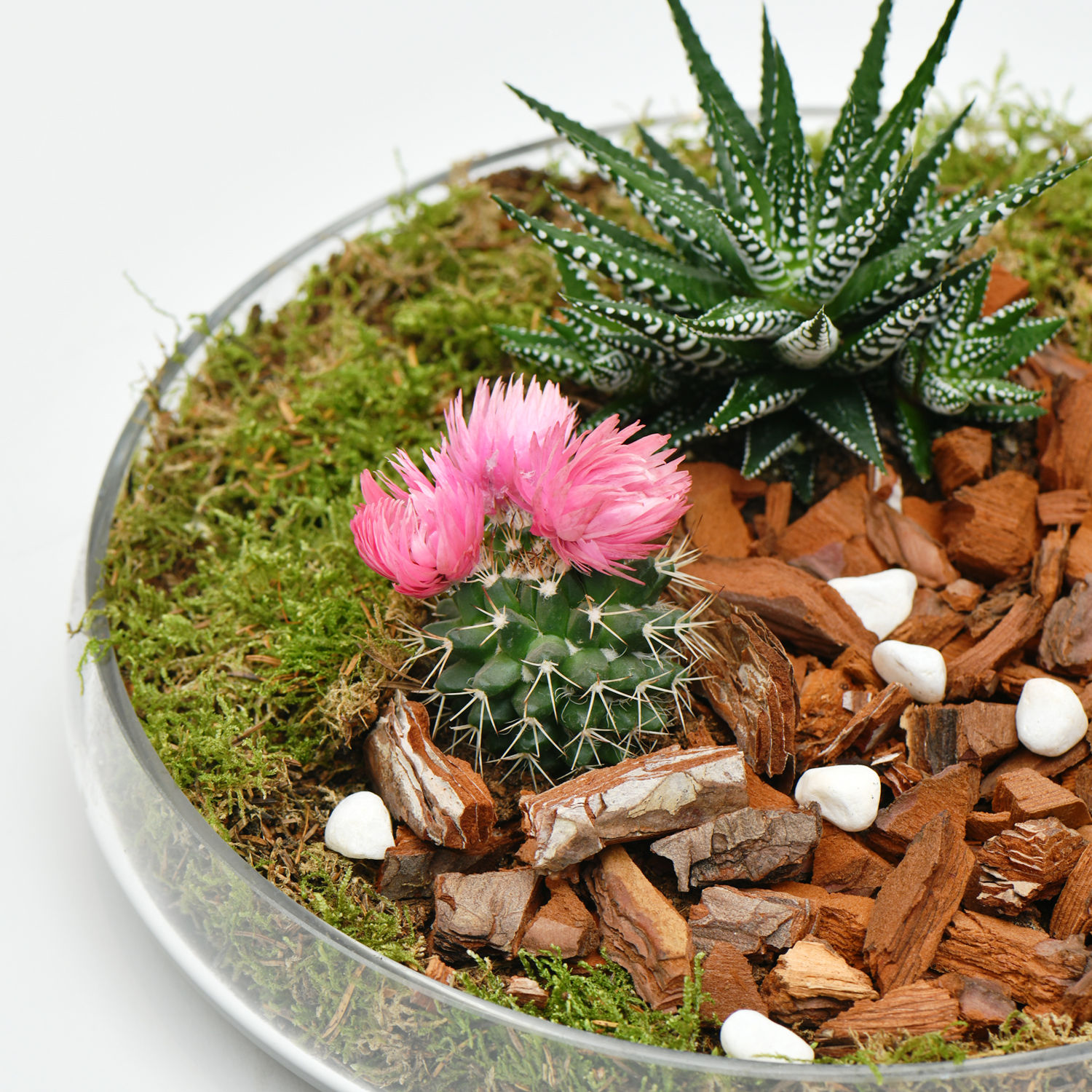 Online Holy Ramadan Plant Gift Set Gift Delivery in Qatar - FNP