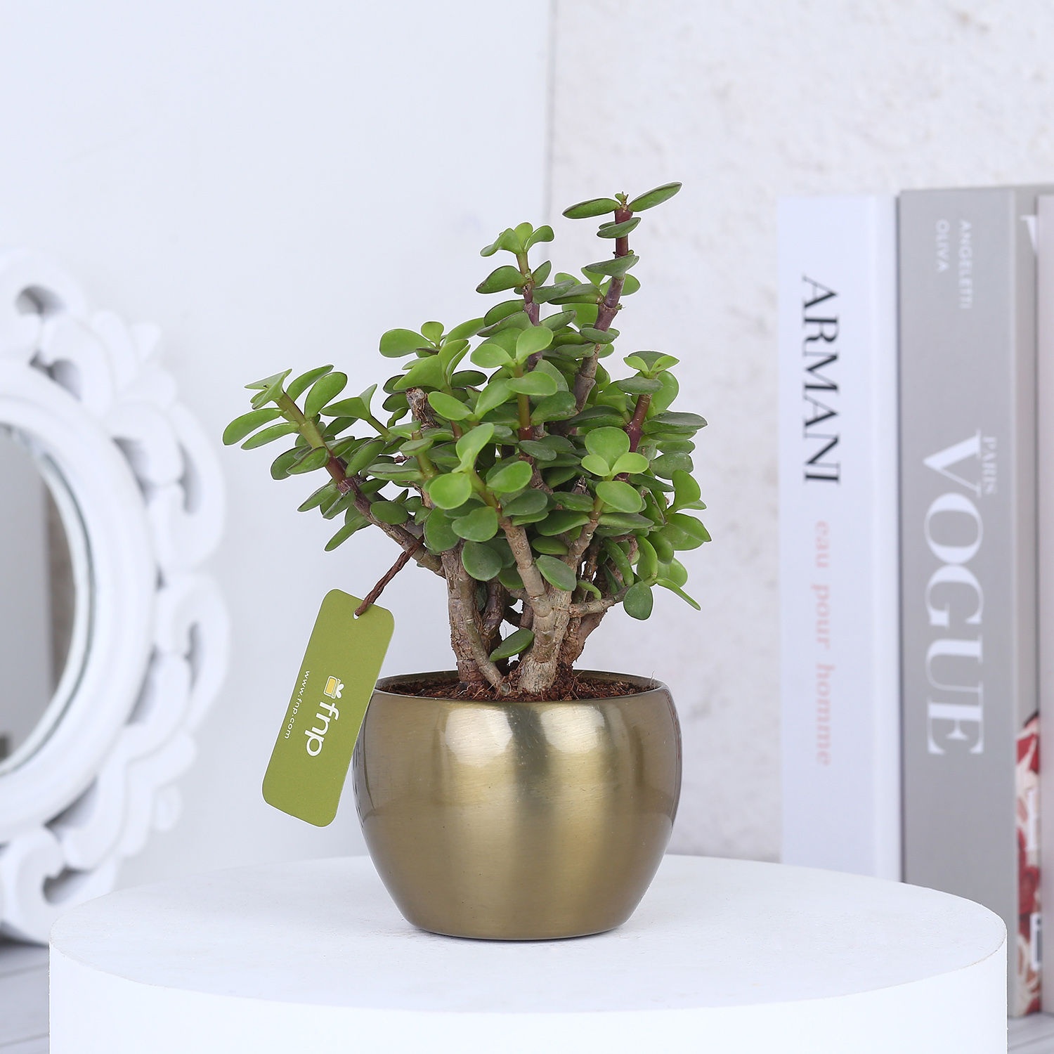 Online Jade Plant In Gold Tone Metal Pot Gift Delivery in Qatar - Fnp.ae