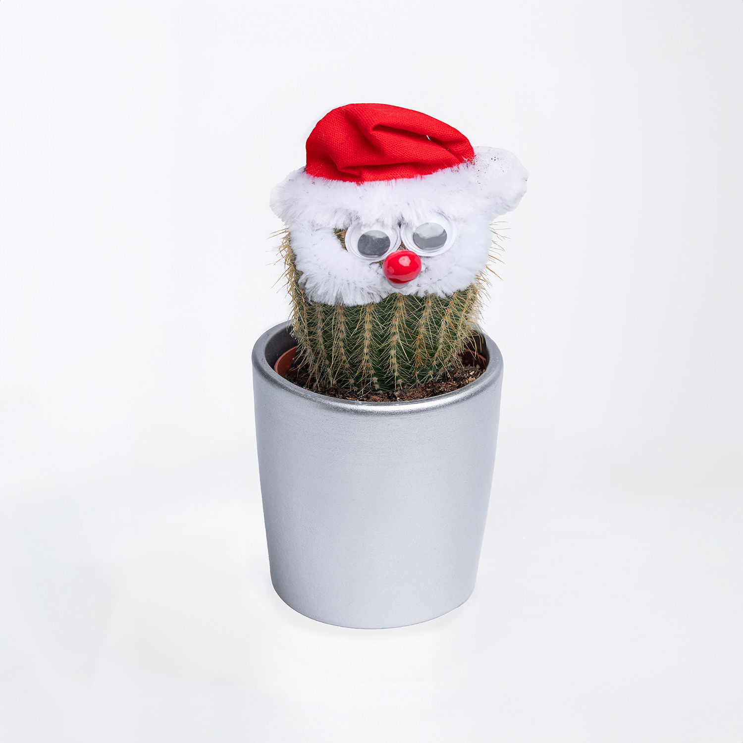 Online Xmas cactus Plant In Silver Pot Gift Delivery in Qatar - FNP