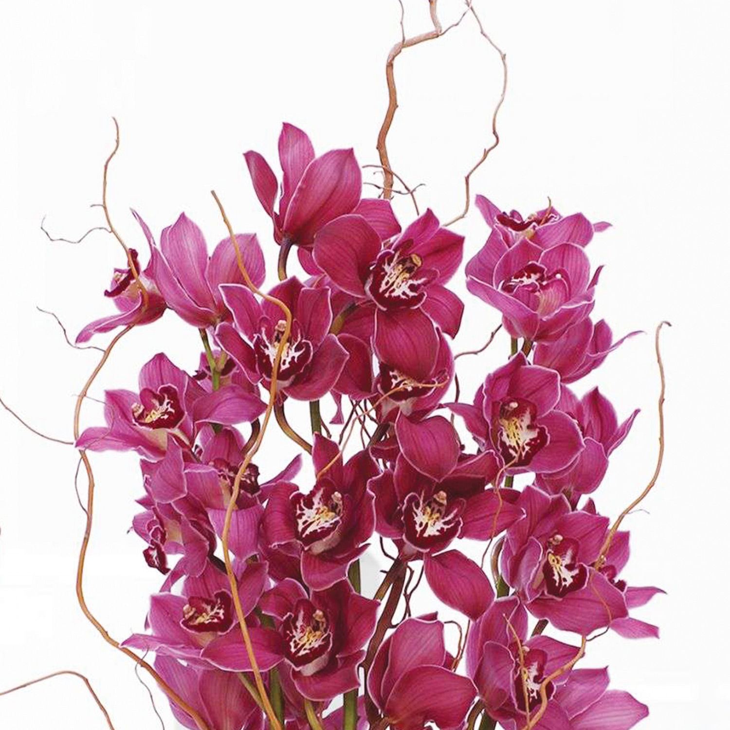 Online Curly Fern Gift Delivery in Saudi-arabia - Fnp.ae