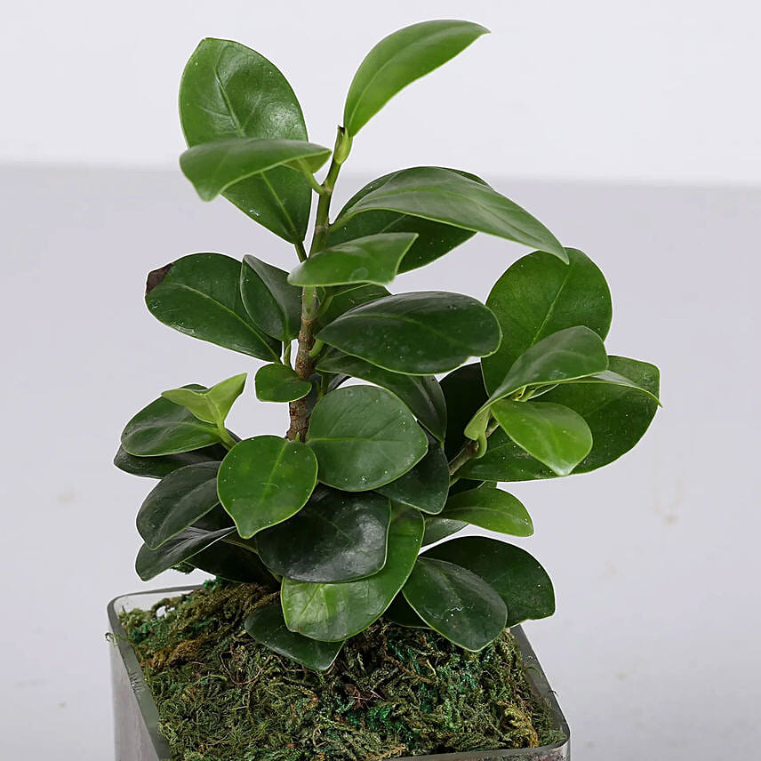 Online Gorgeous Ficus Compacta Terrarium Gift Delivery in Singapore - FNP
