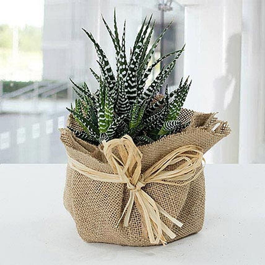 Online Jute Wrapped Potted Howarthia Plant Gift Delivery in Singapore - FNP