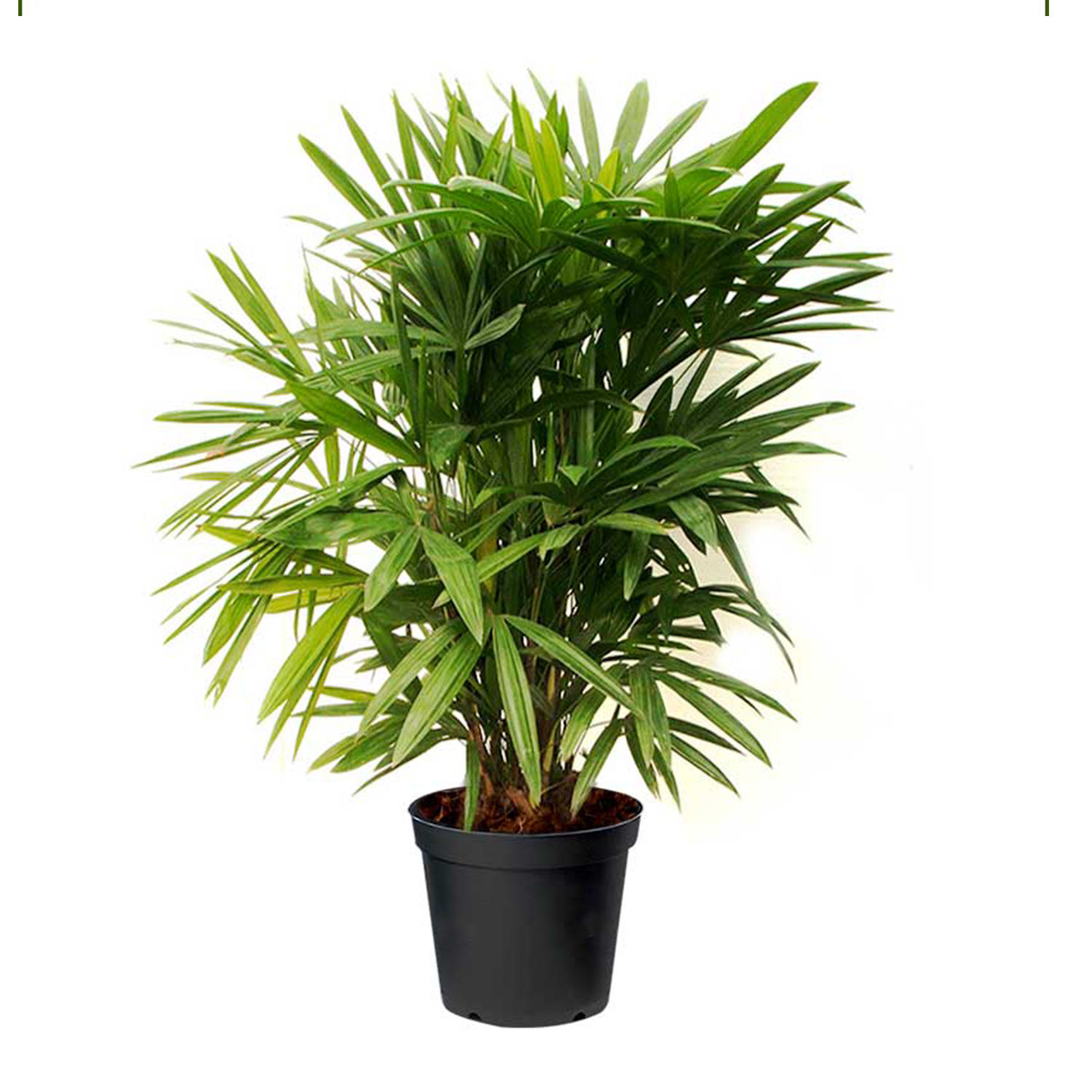 Online Rhapis Excelsa Plant Pot Gift Delivery in Singapore - FNP