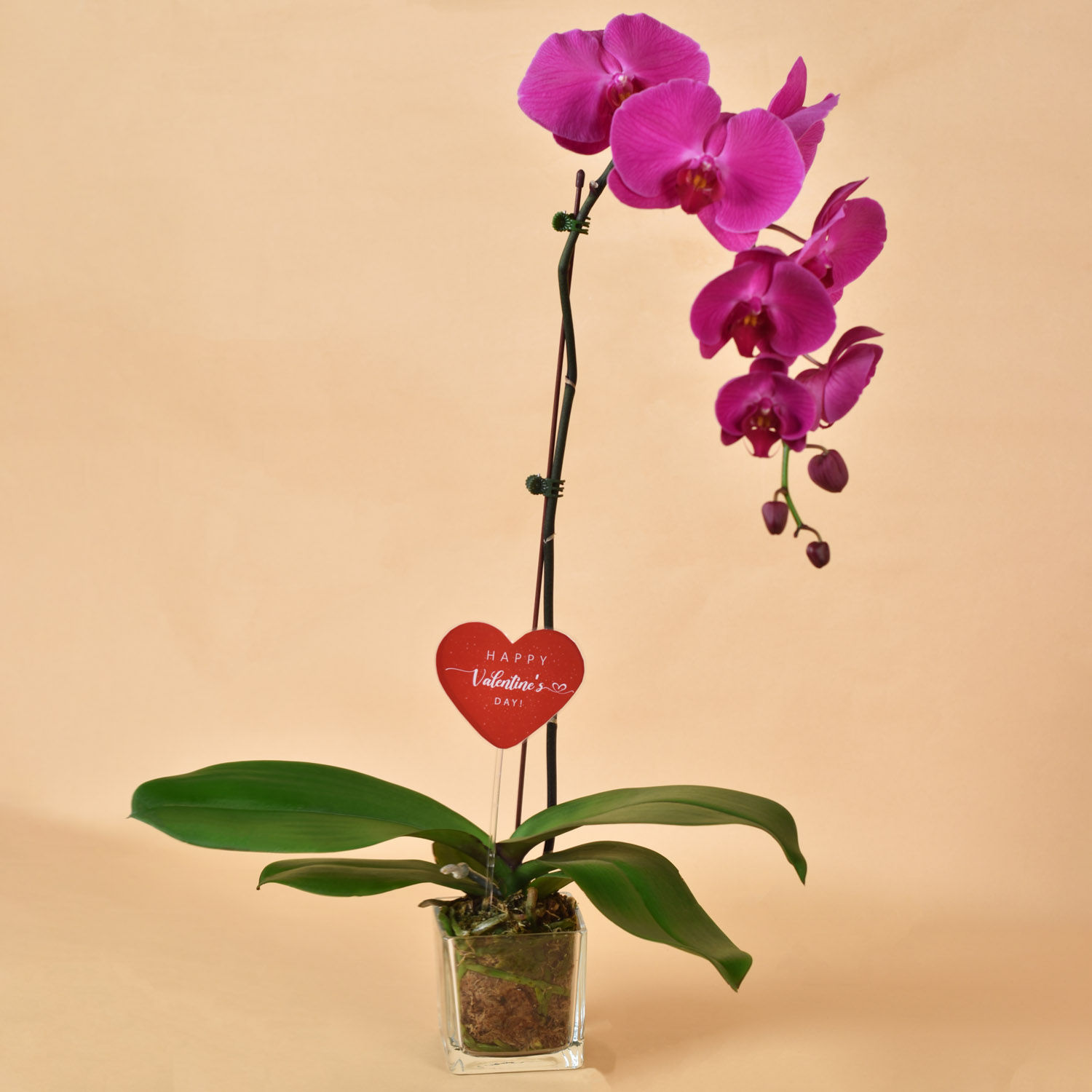 Online Purple Orchid Single Stem For Valentine Gift Delivery in ...