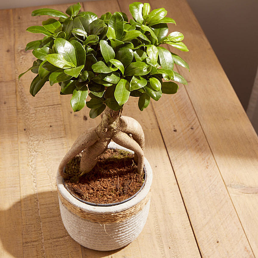 Online Ficus Ginseng In A Pot Gift Delivery in Uk - FNP