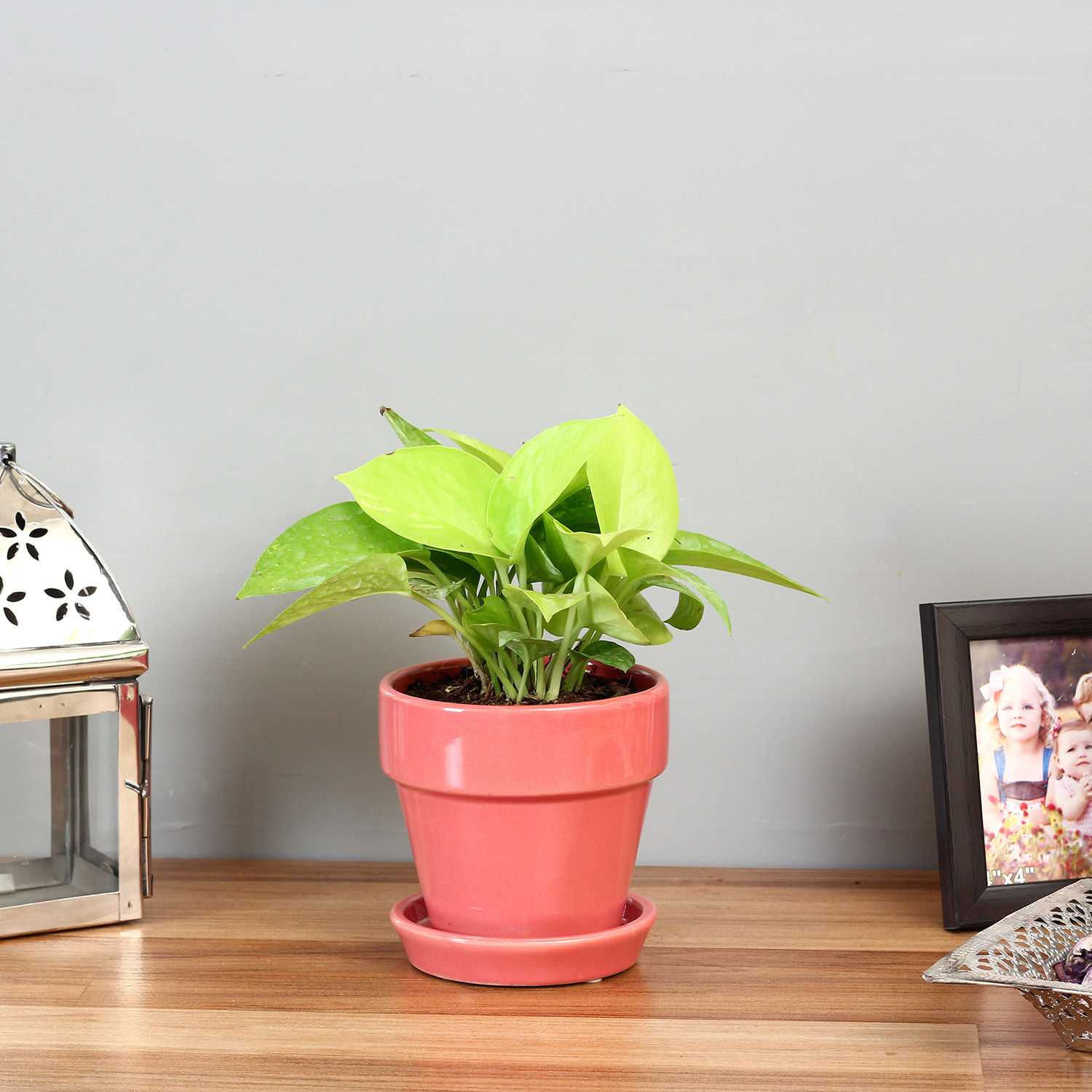 Order Money Plant in Pink Ceramic Pot Online | Same-Day Delivery UAE ...