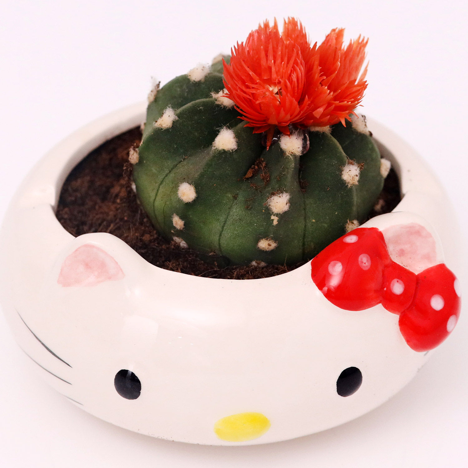 Online Cactus In Hello Kitty Ceramic Pot Gift Delivery in UAE - FNP