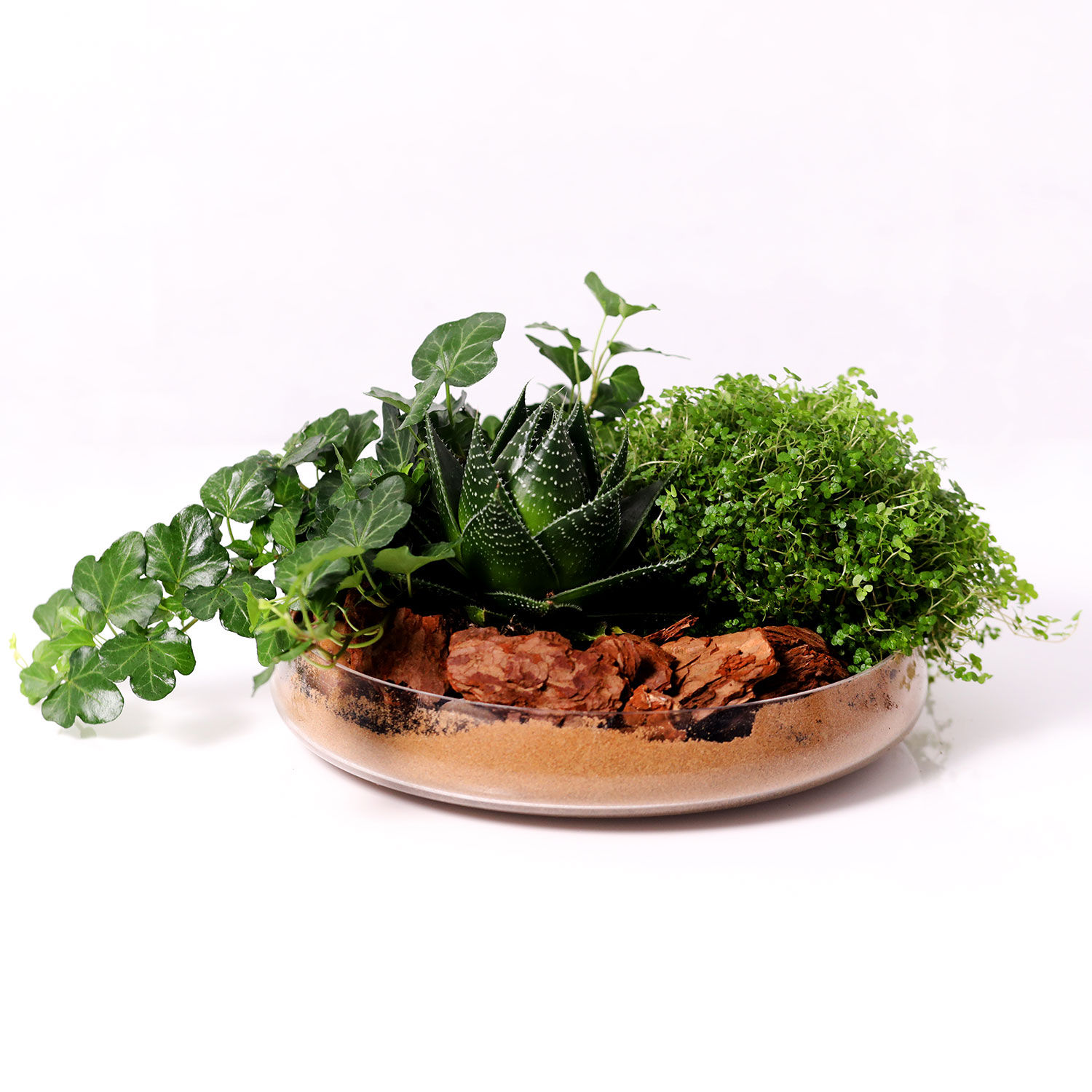 Online Set of 3 Plants in Glass Platter Gift Delivery in UAE - FNP