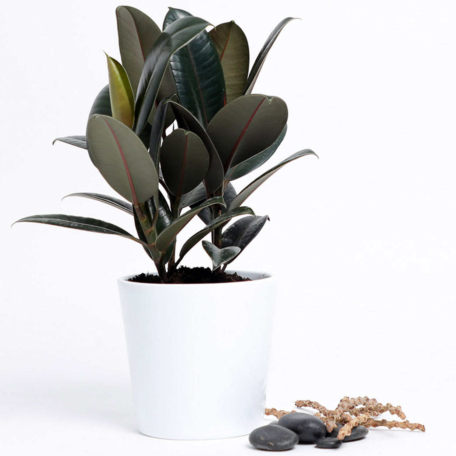 Online Ficus Elastica Plant In White Ceramic Pot Gift Delivery in UAE - FNP