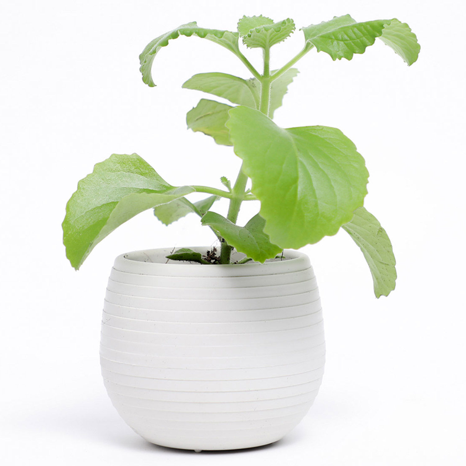 Order Plectranthus Fruiticosus or Zatar Plant Online | Same-Day ...