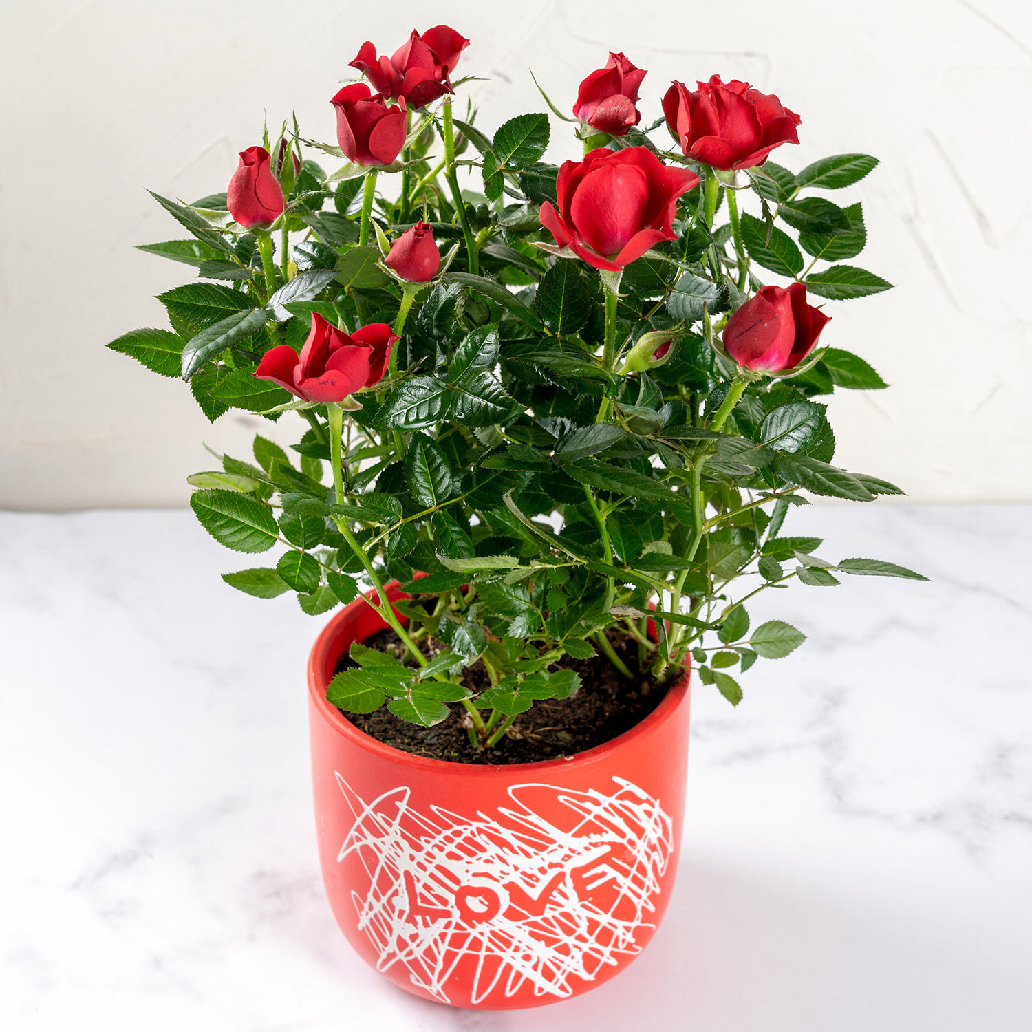 Order Red Rose Plant In Love Pot Online | Same-Day Delivery UAE - Fnp.ae