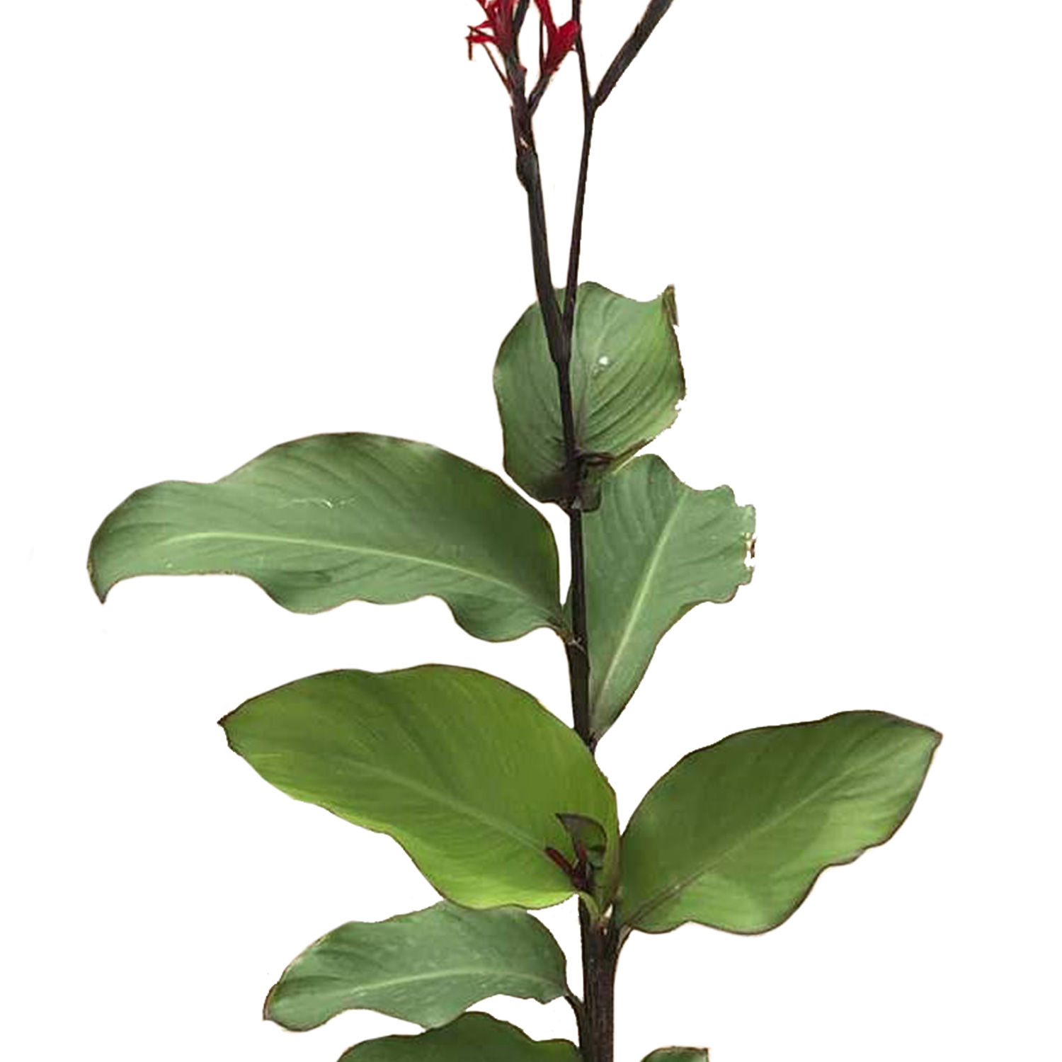 Order Canna Coccinea Plant Pot Online | Same-Day Delivery UAE - Fnp.ae