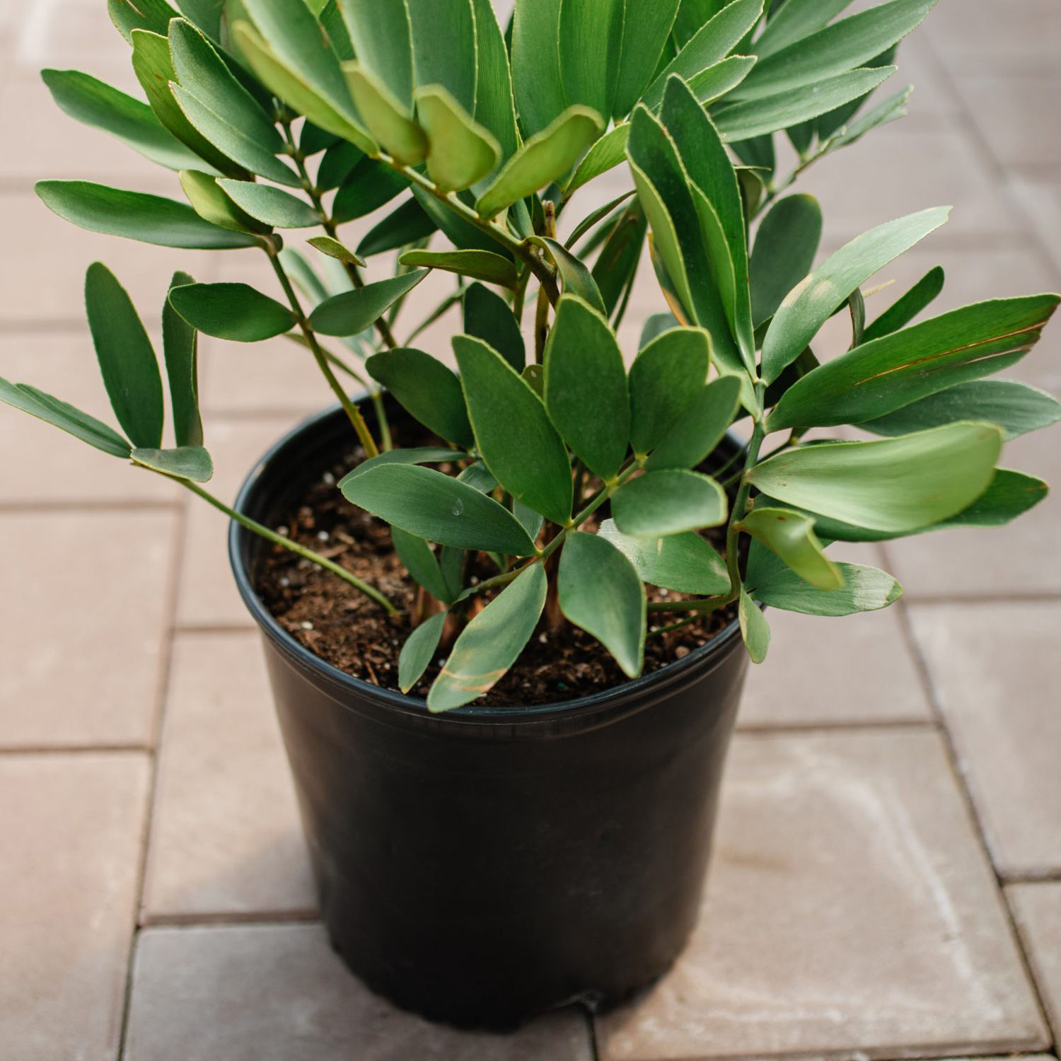 Order Cardboard Plant Pot Online | Same-Day Delivery UAE - Fnp.ae