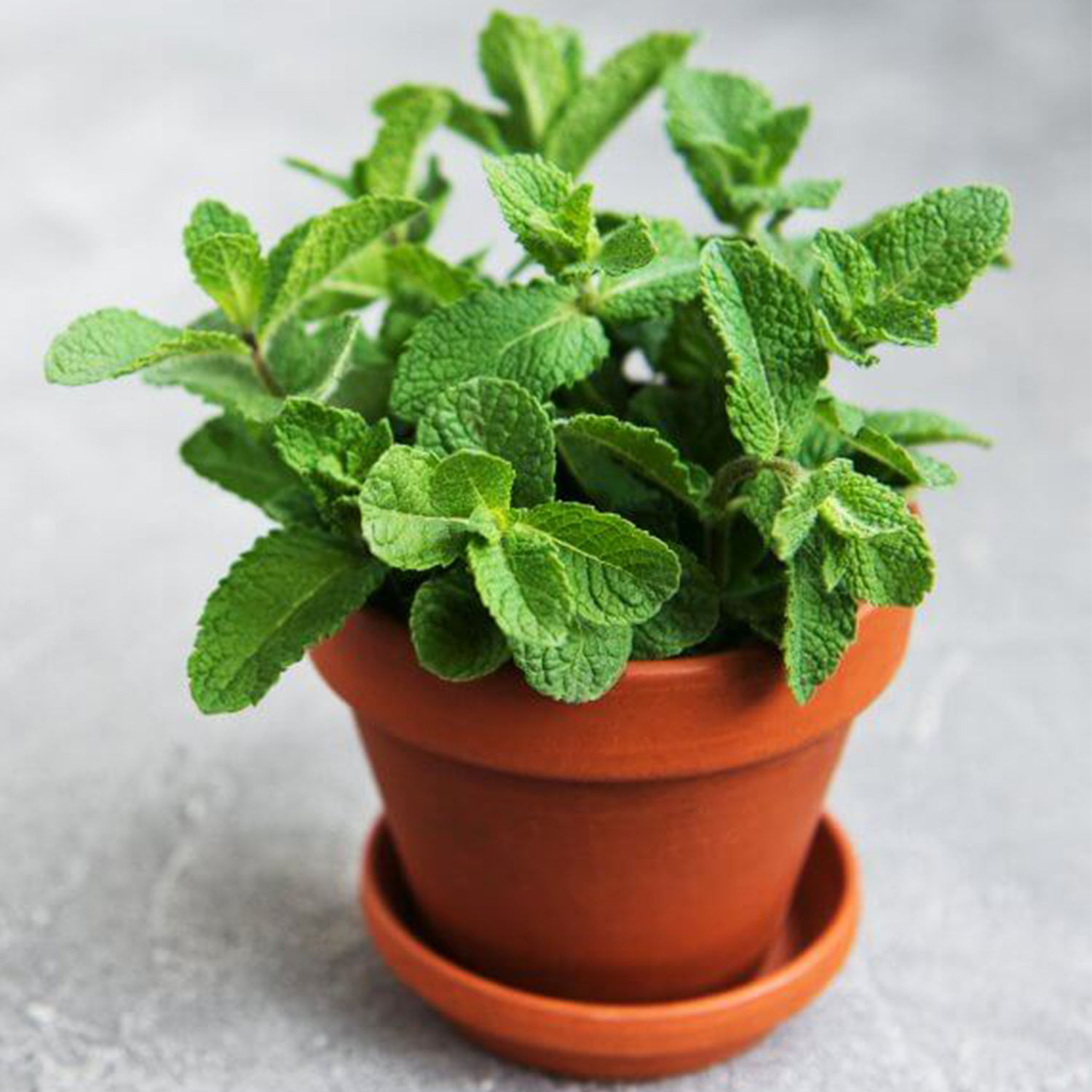 Order Mentha Plant Pot Online | Same-Day Delivery UAE - Fnp.ae