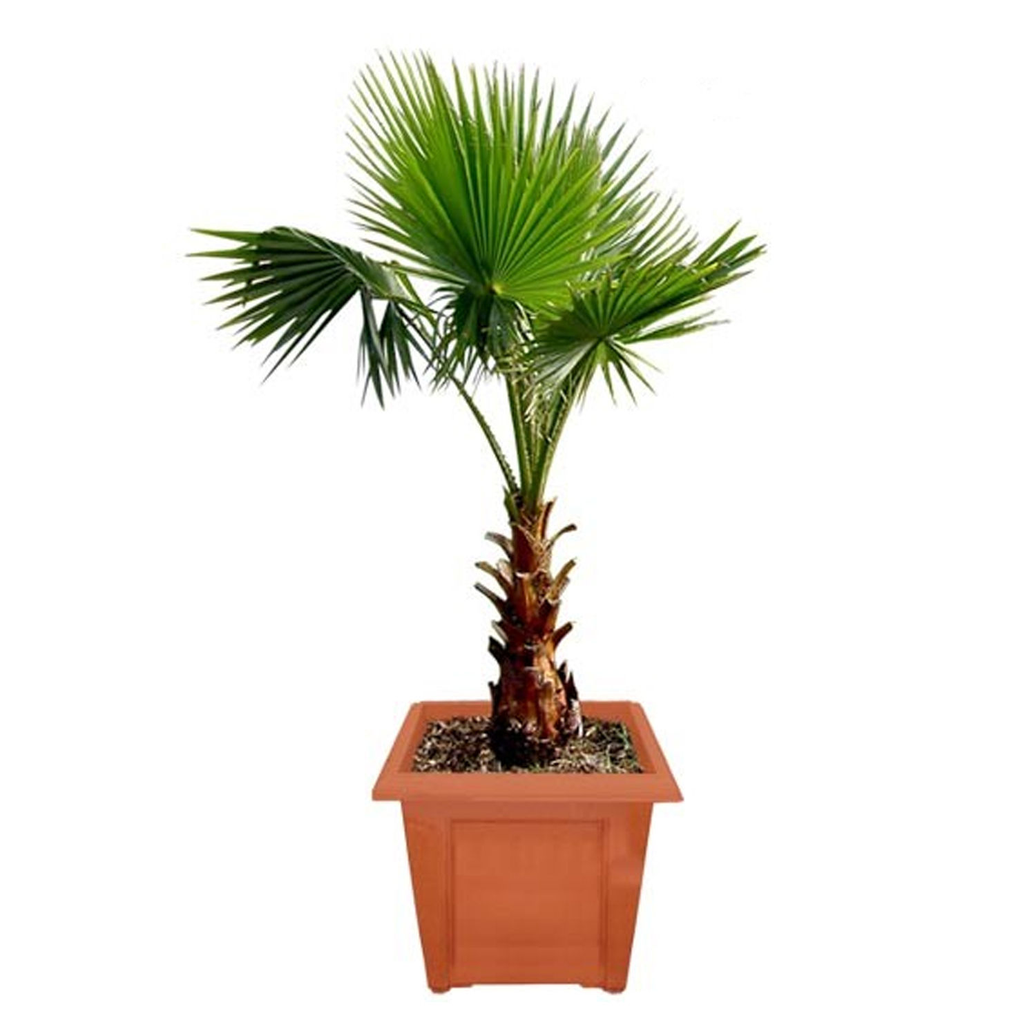 Order Mexican Fan Palm Plant Pot Online | Same-Day Delivery UAE - Fnp.ae