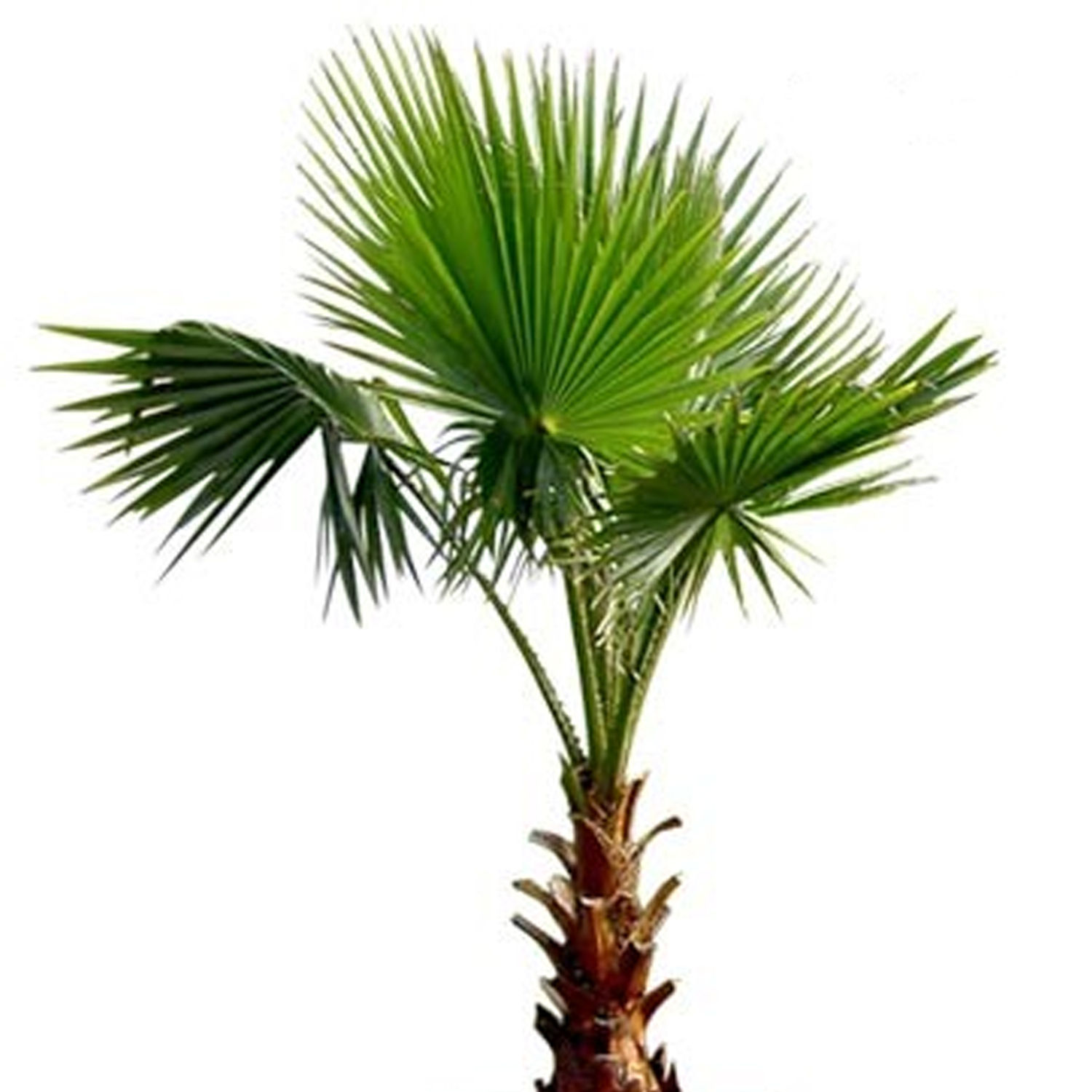 Order Mexican Fan Palm Plant Pot Online | Same-Day Delivery UAE - Fnp.ae
