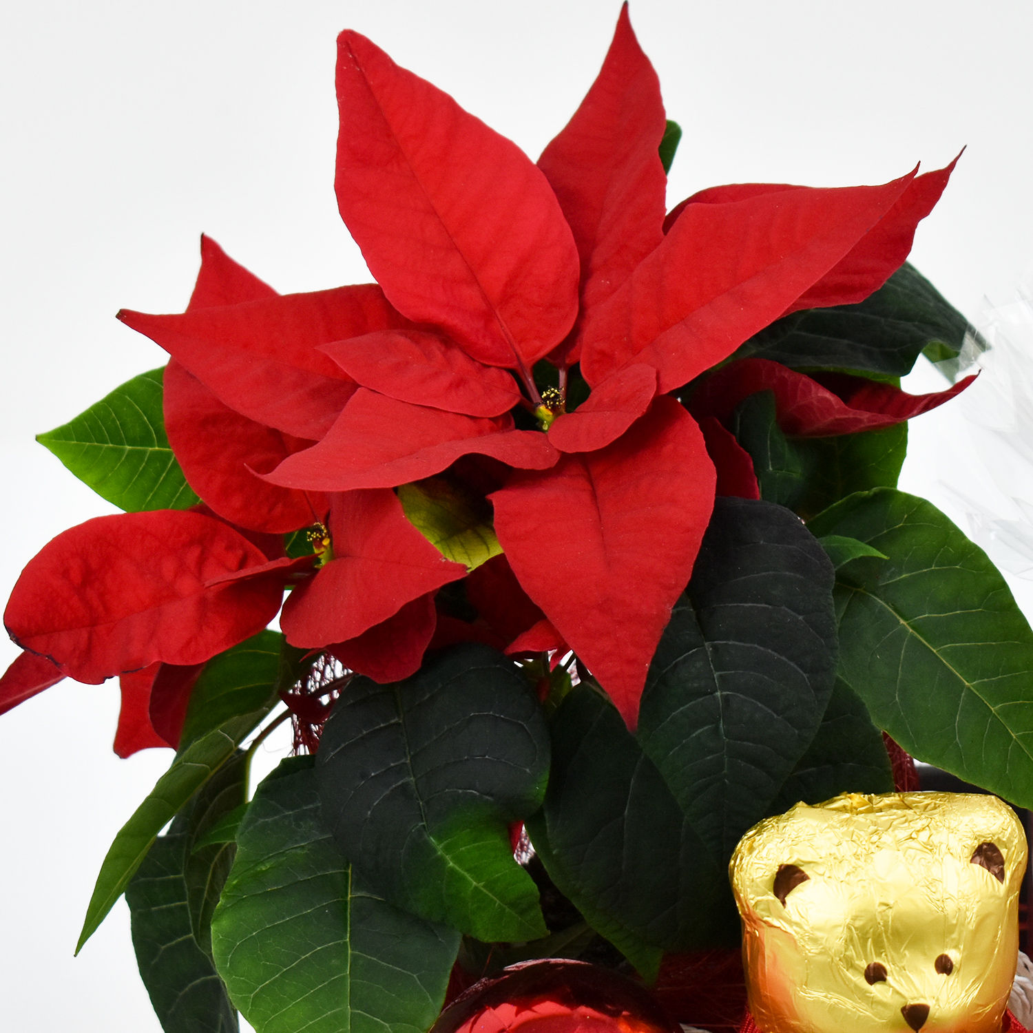 Order Poinsettia Gift Basket Online | Same-Day Delivery UAE - Fnp.ae