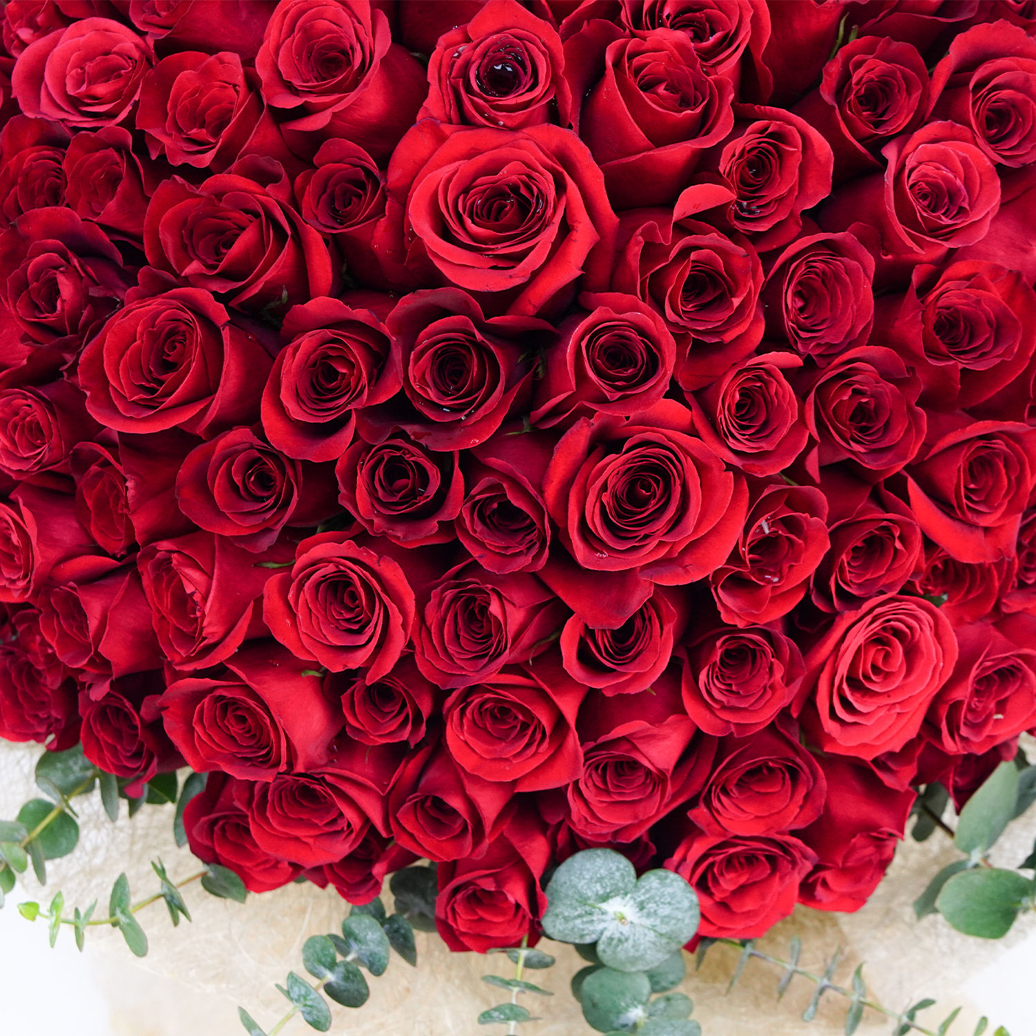 Order 100 Roses Grand Expressions Online | Same-Day Delivery UAE - Fnp.ae