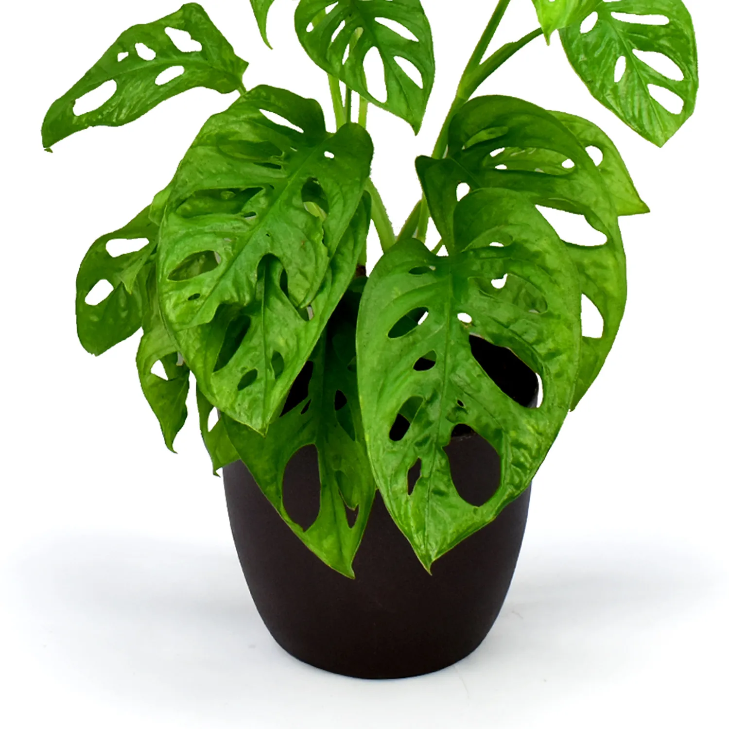 Order Monstera Plant Small Online | Same-Day Delivery UAE - Fnp.ae
