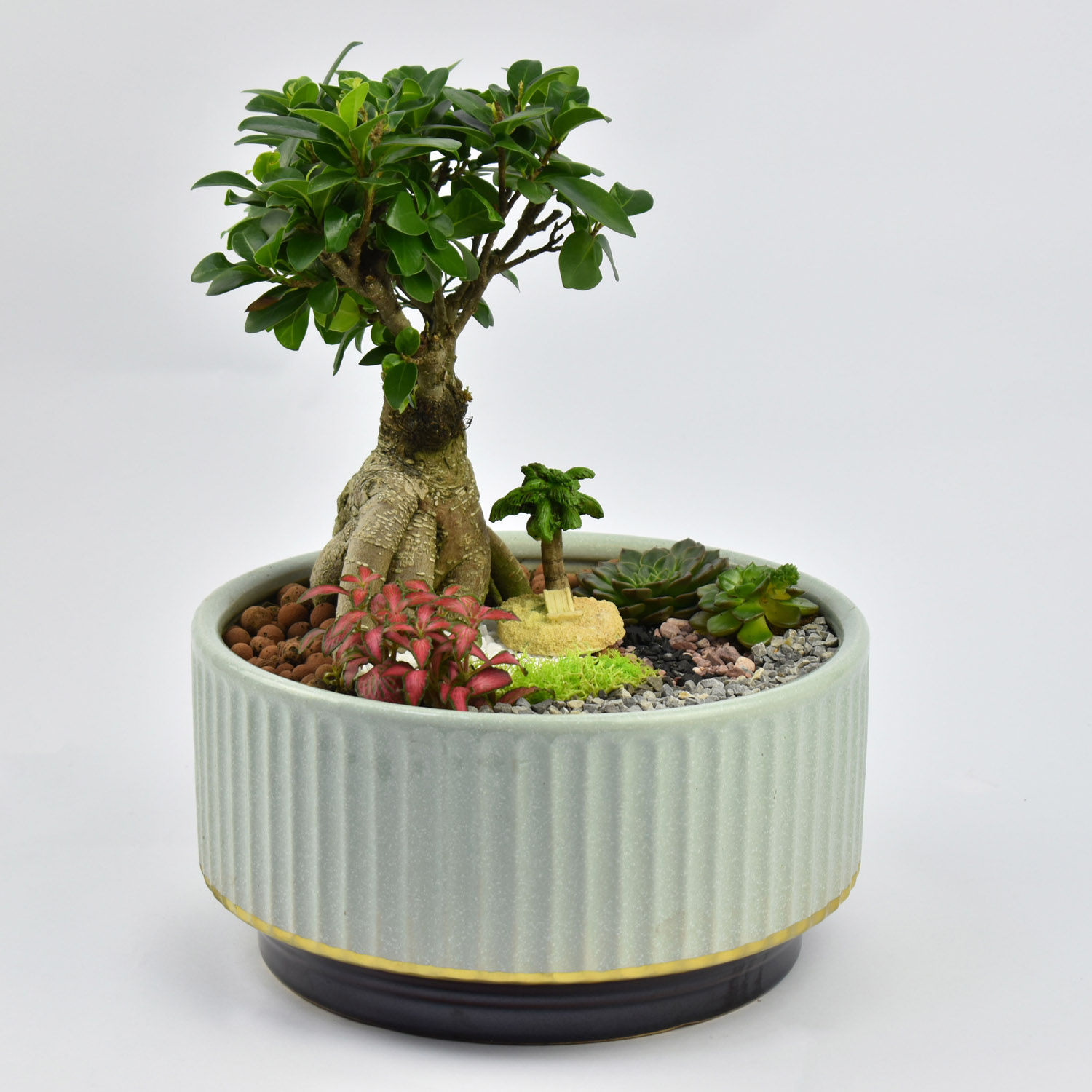 Order Beautiful Bonsai Dish Garden Online | Same-Day Delivery UAE - Fnp.ae