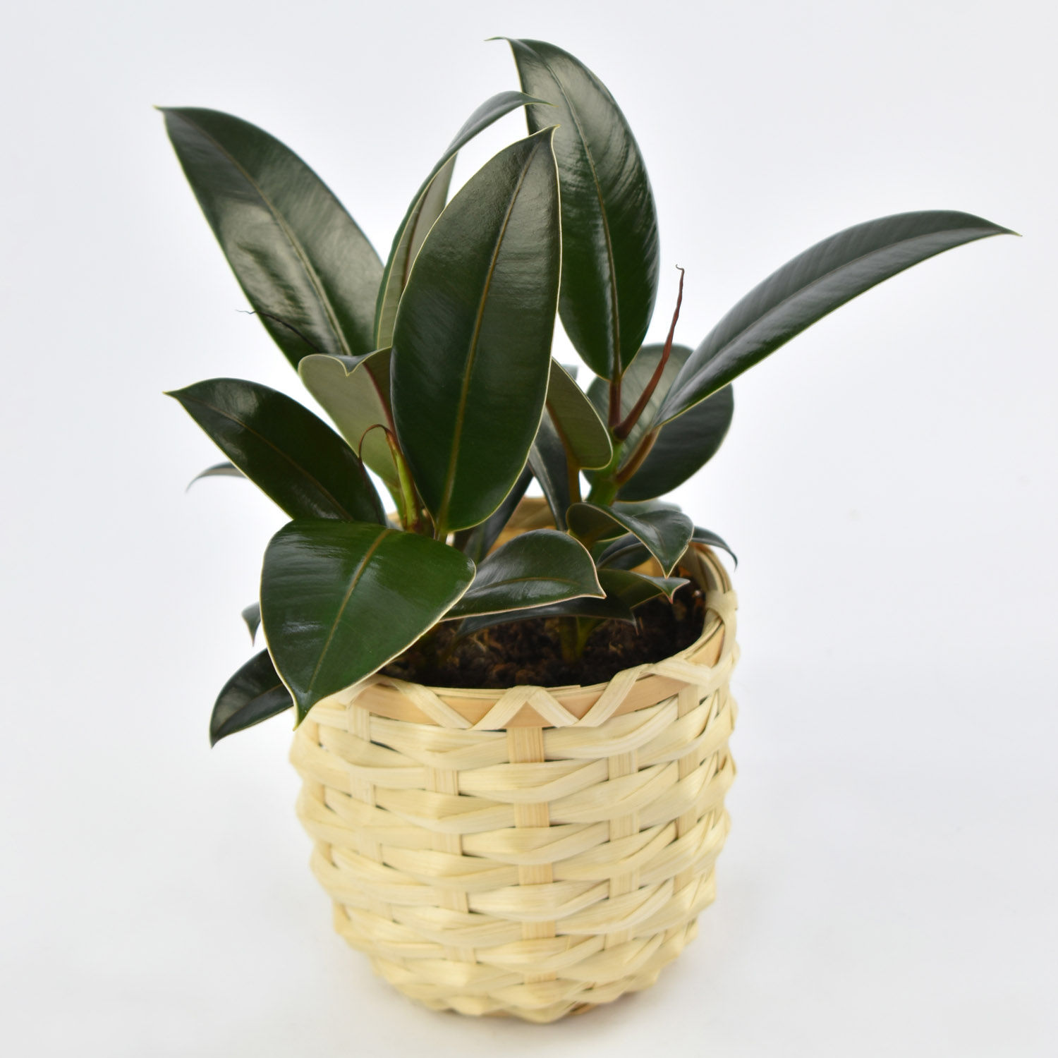 Order Small Ficus Robusta Plant Online | Same-Day Delivery UAE - Fnp.ae