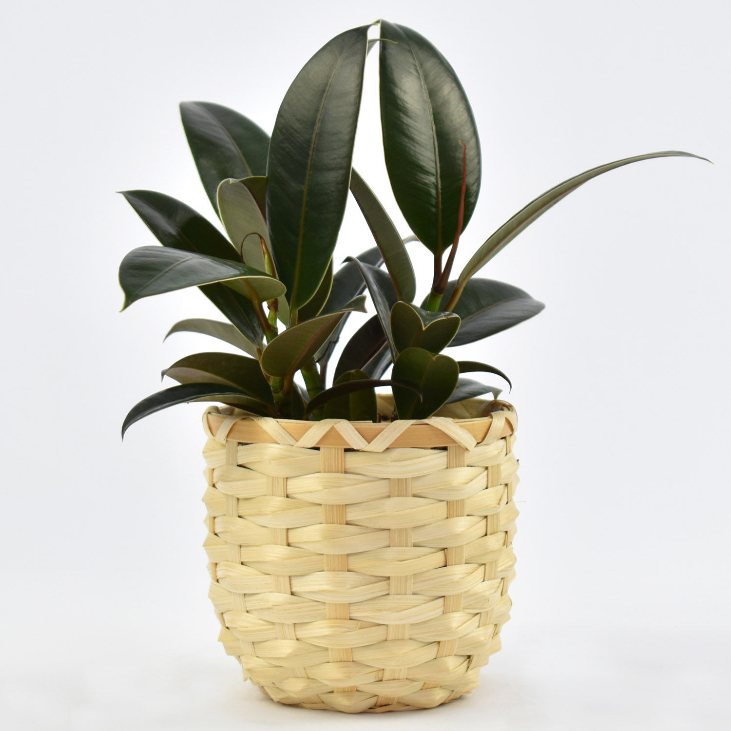Order Small Ficus Robusta Plant Online | Same-Day Delivery UAE - Fnp.ae