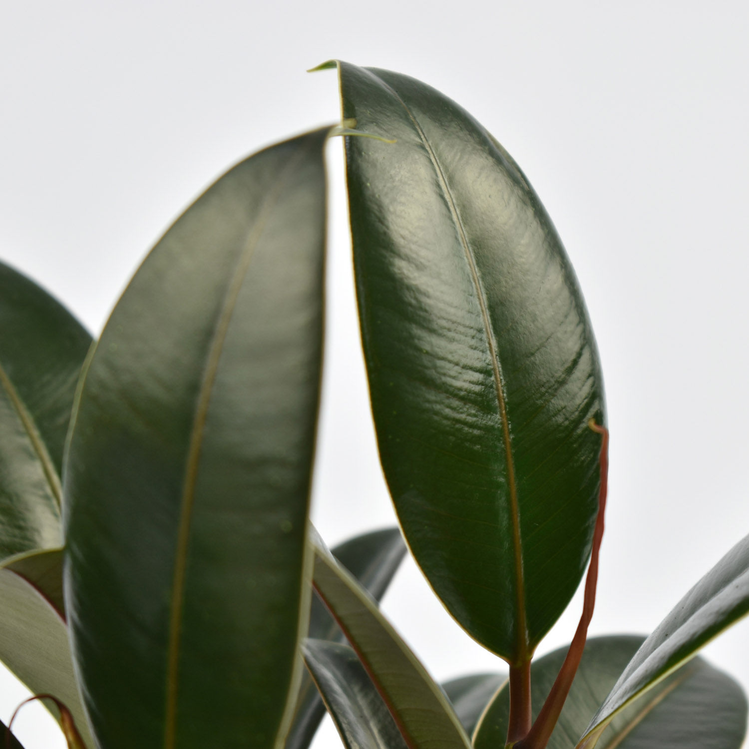 Order Small Ficus Robusta Plant Online | Same-Day Delivery UAE - Fnp.ae