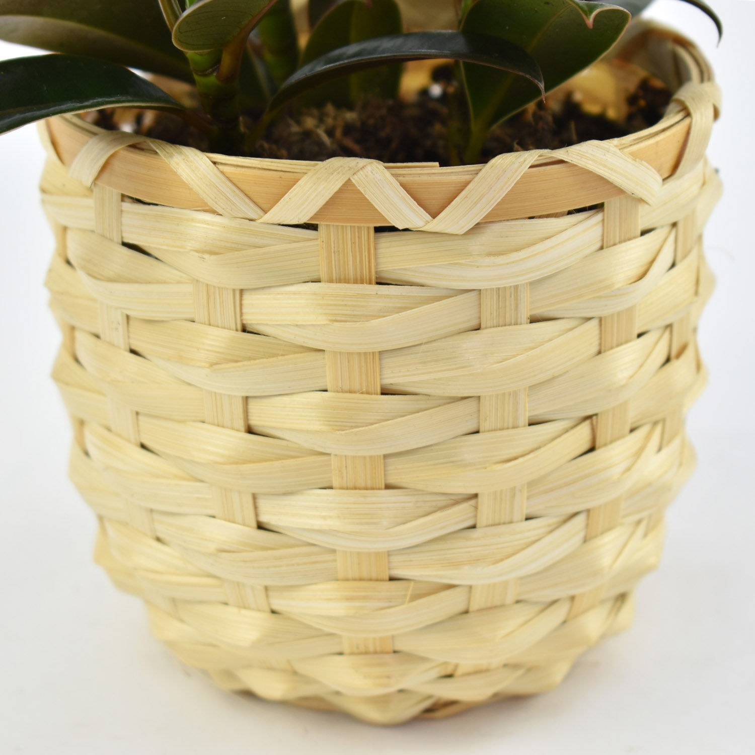 Order Small Ficus Robusta Plant Online | Same-Day Delivery UAE - Fnp.ae