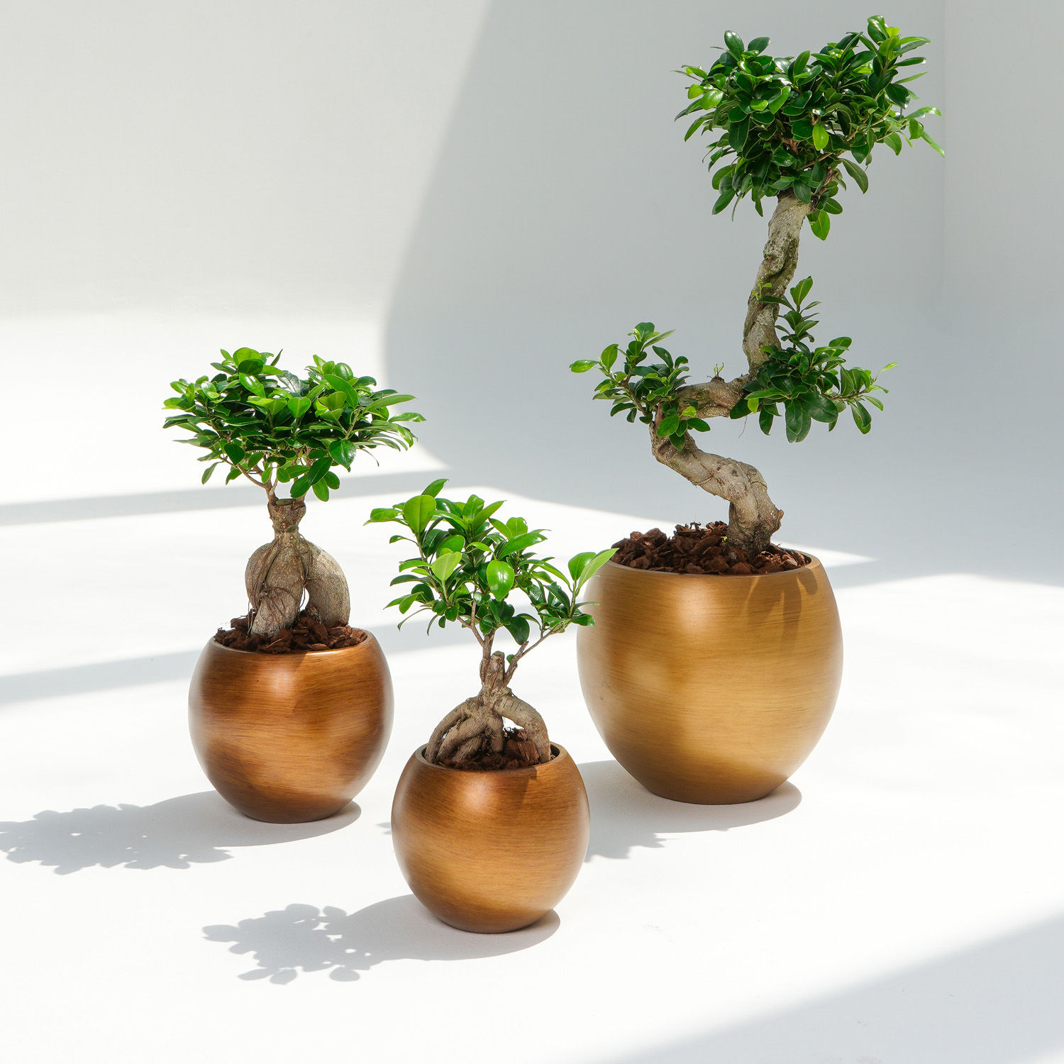 Order Bonsai Collection in Premium Rustic Golden Planter Online | Same ...