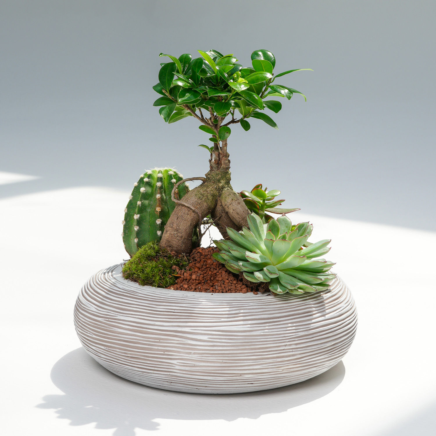 Order Bonsai Nature Garden in Premium Planter Online | Same-Day ...