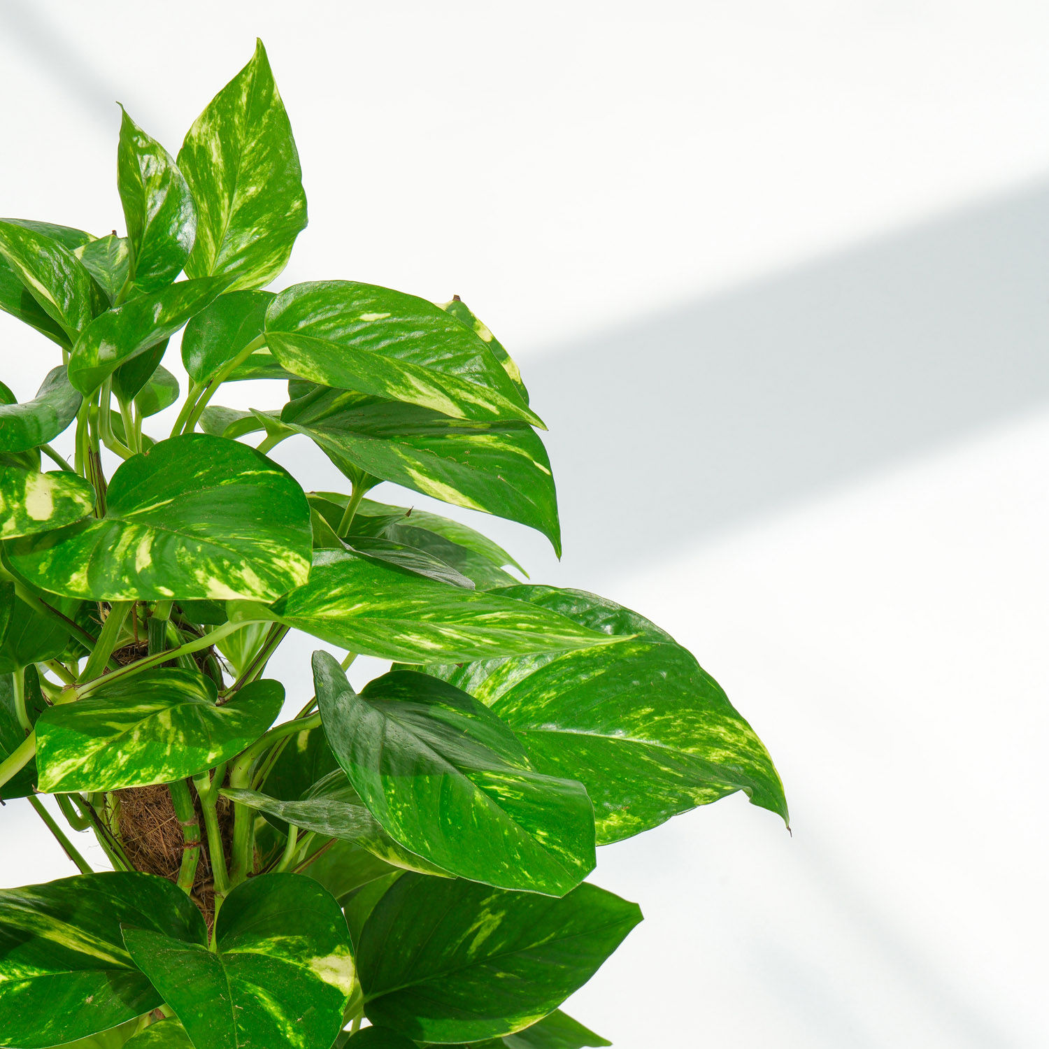 Order Tall Money Plant and Hedera Helix In Premium Planter Online ...