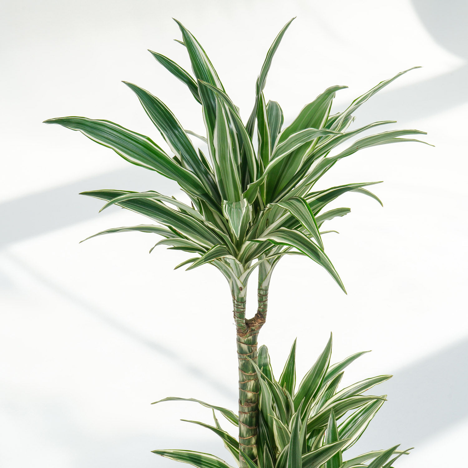 Order Warneckii Dracaena with White Scindapsus in Premium Planter ...