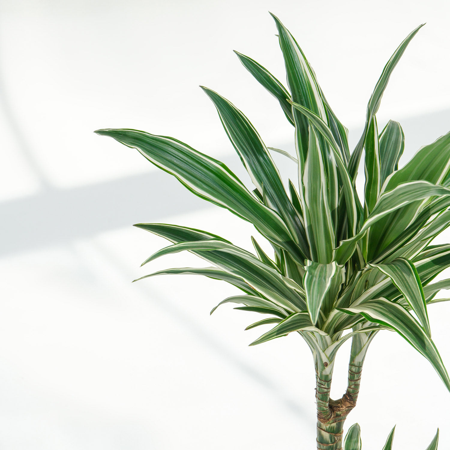 Order Warneckii Dracaena with White Scindapsus in Premium Planter ...