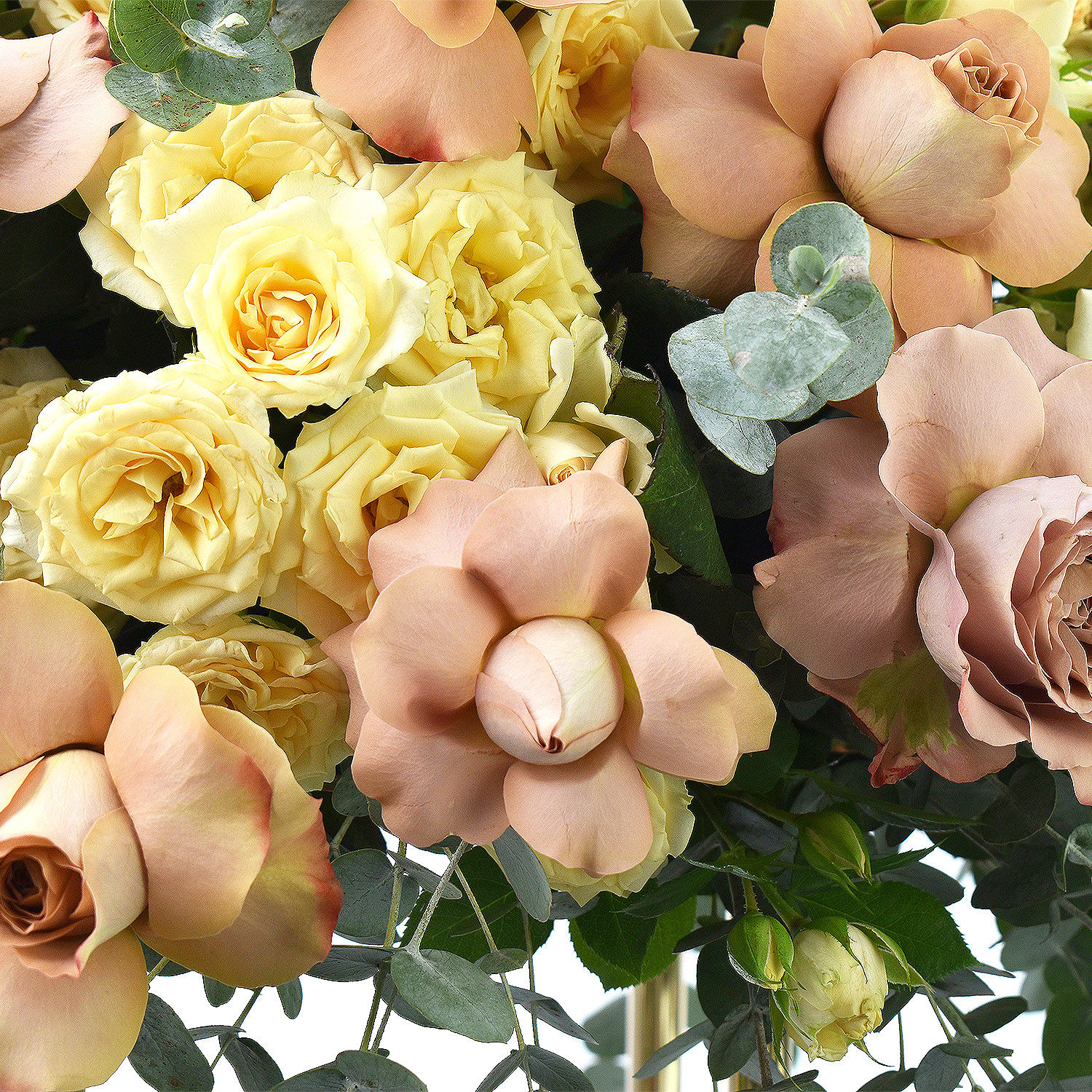 Order Roses Harmony Online | Same-Day Delivery UAE - Fnp.ae