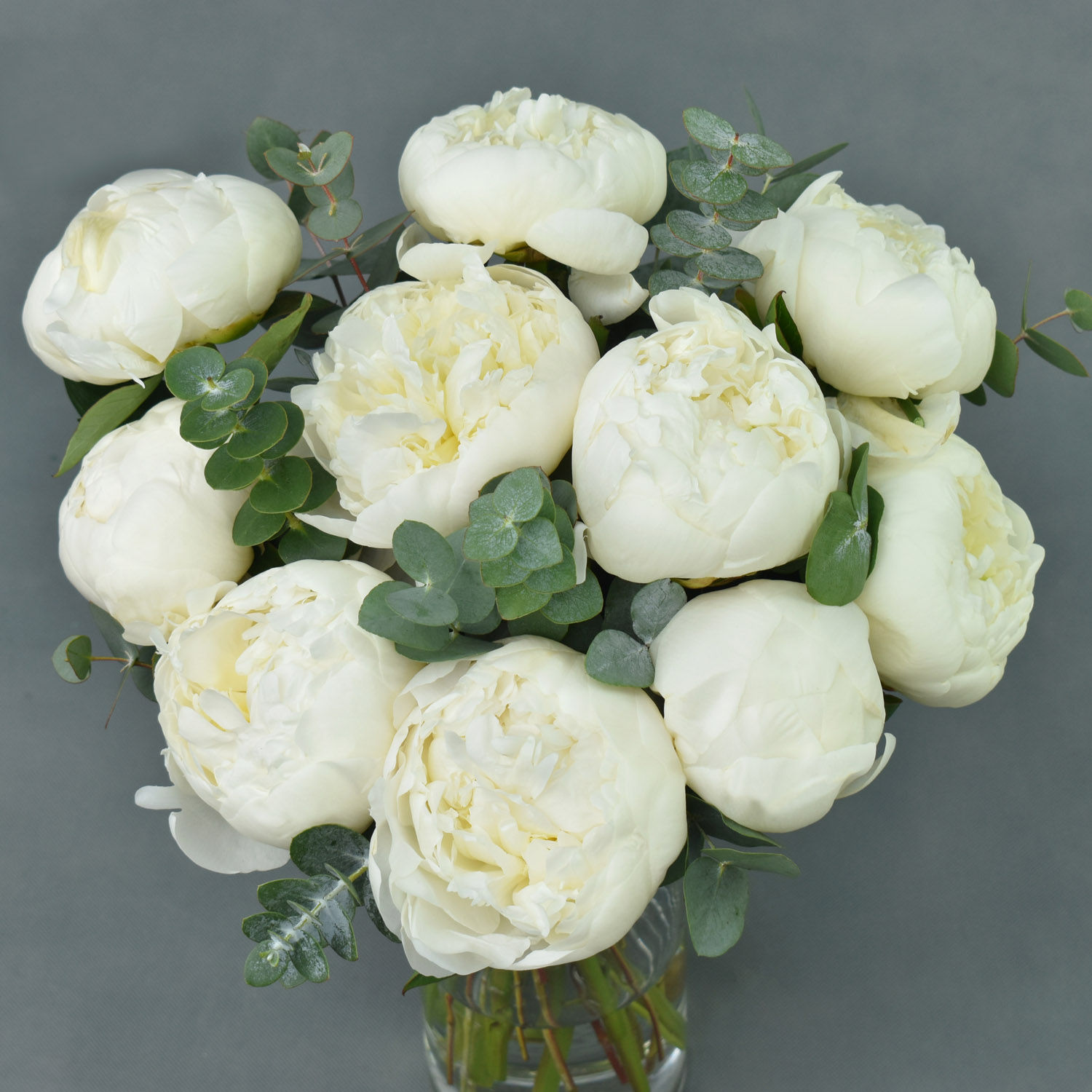 Order Perfect White Peonies Online | Same-Day Delivery UAE - Fnp.ae