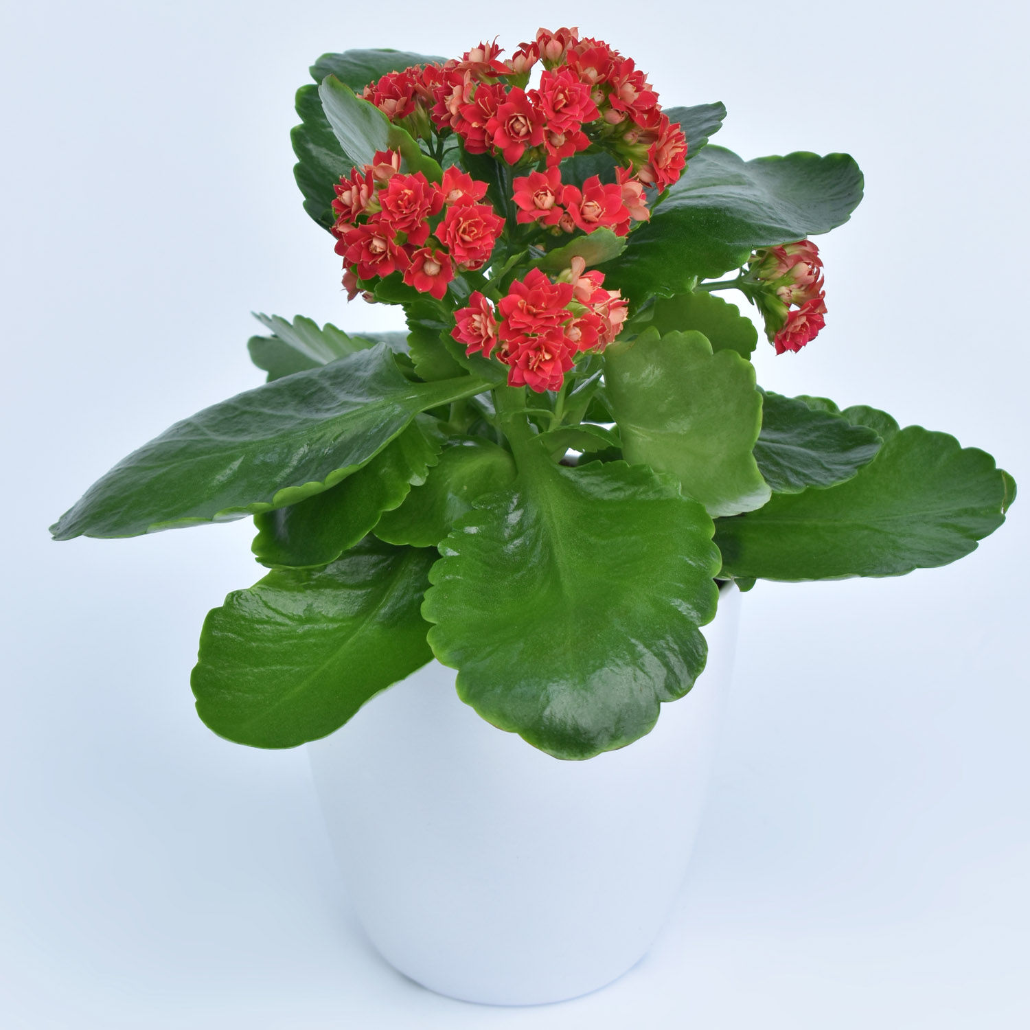 Order Bright Kalanchoe Plant In Pot Online | Same-Day Delivery UAE - Fnp.ae
