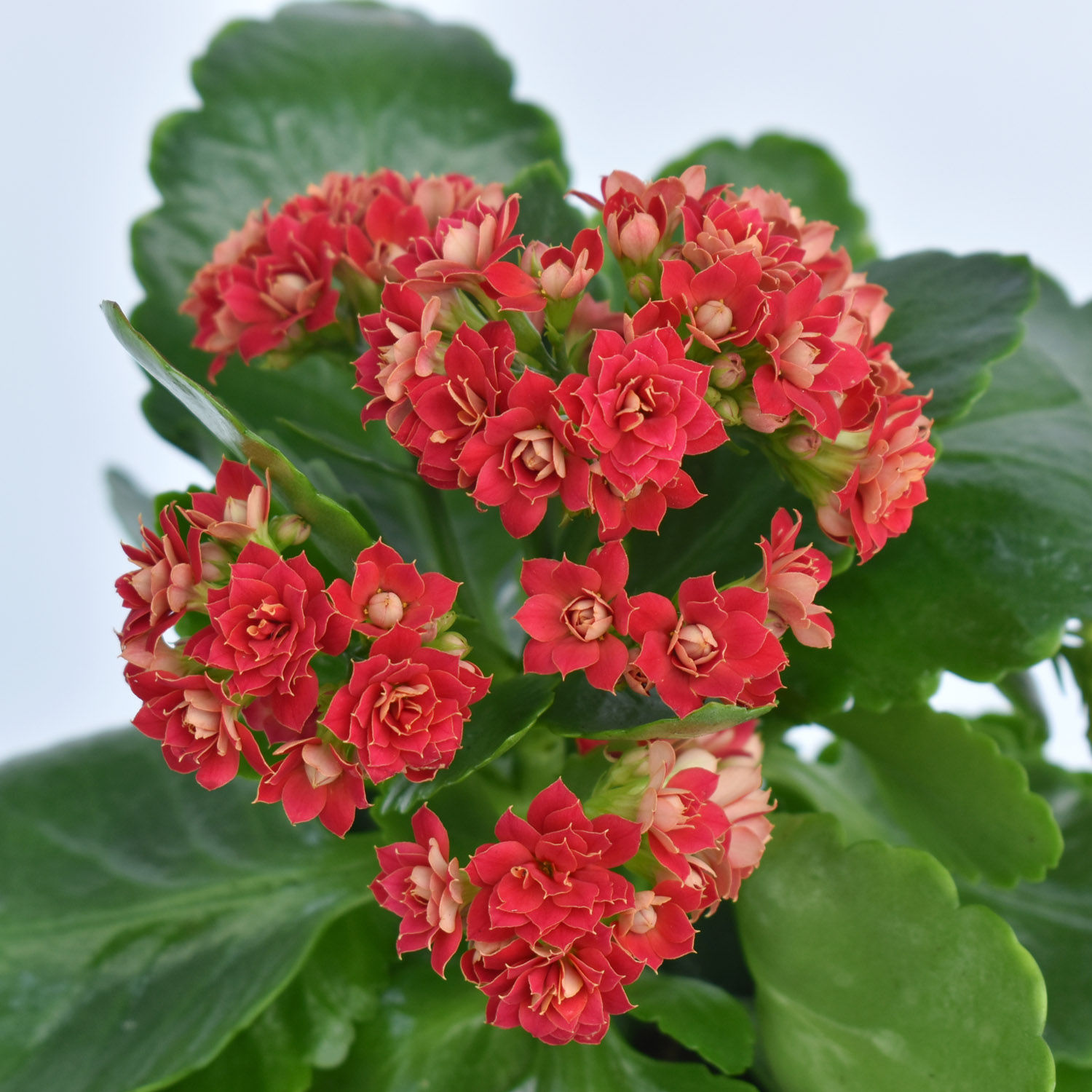 Order Bright Kalanchoe Plant In Pot Online | Same-Day Delivery UAE - Fnp.ae