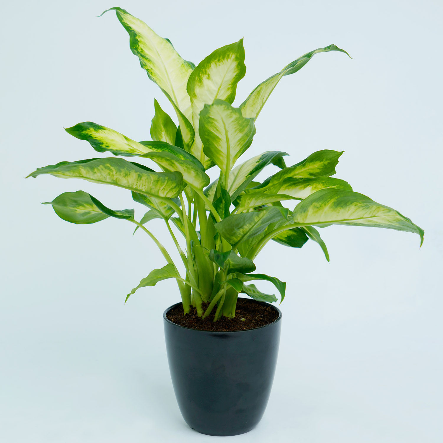 Order Dieffenbachia Plant For Your Indoors Online | Same-Day Delivery ...