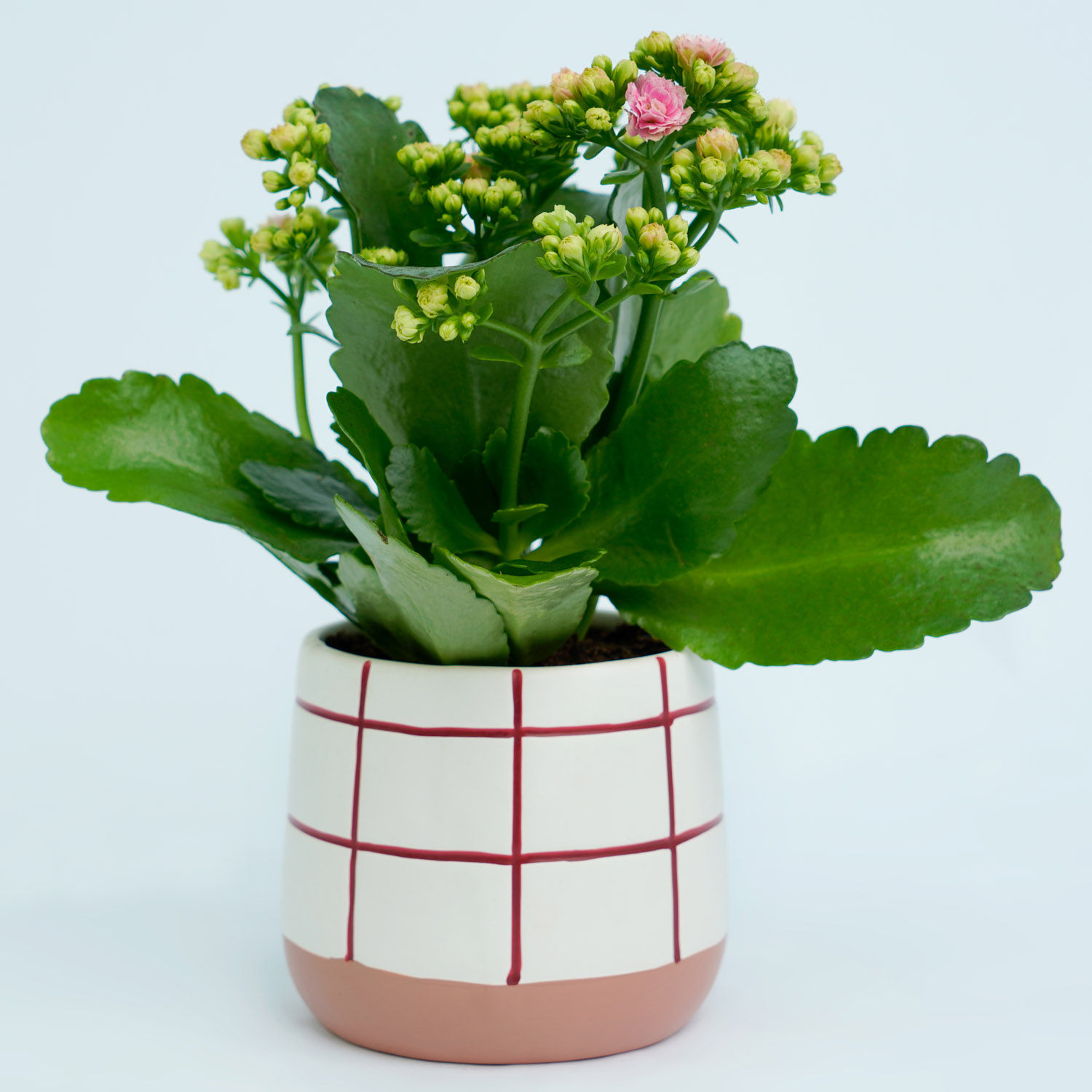 Order Potted Kalanchoe In Ceramic Planter Online | Same-Day Delivery ...