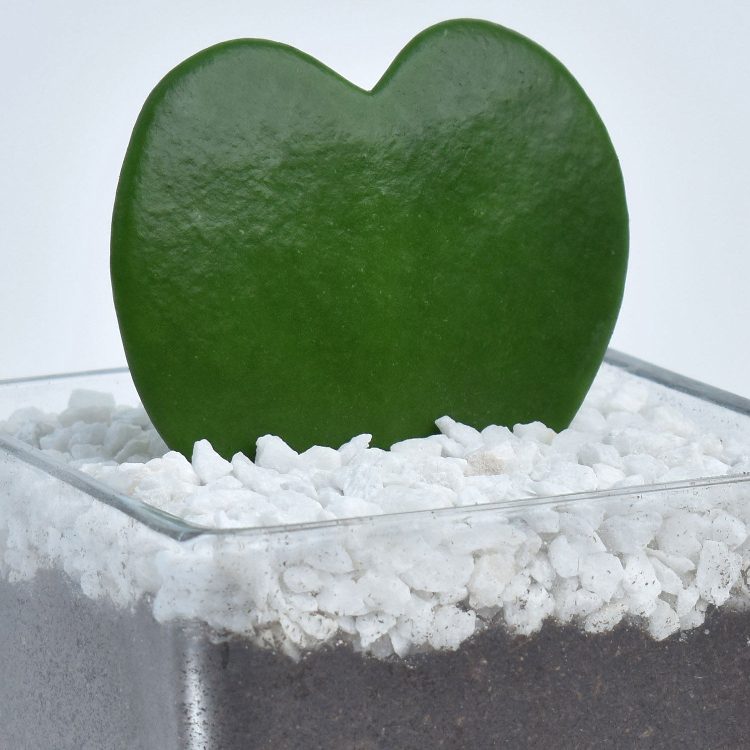 Order Heart Shaped Hoya Kerrii Plant Online | Same-Day Delivery UAE ...