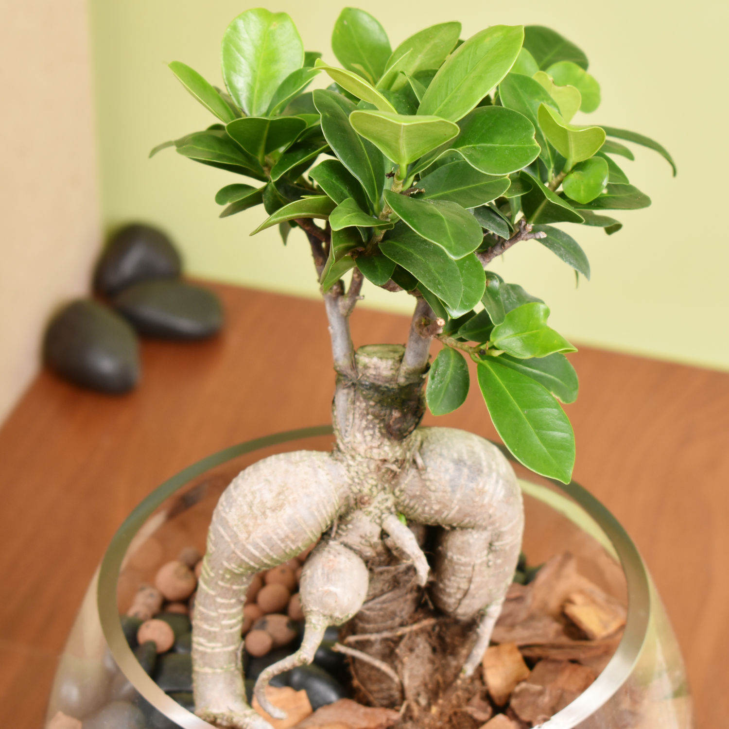 Order Small Bonsai In Glass Vase Online | Same-Day Delivery UAE - Fnp.ae