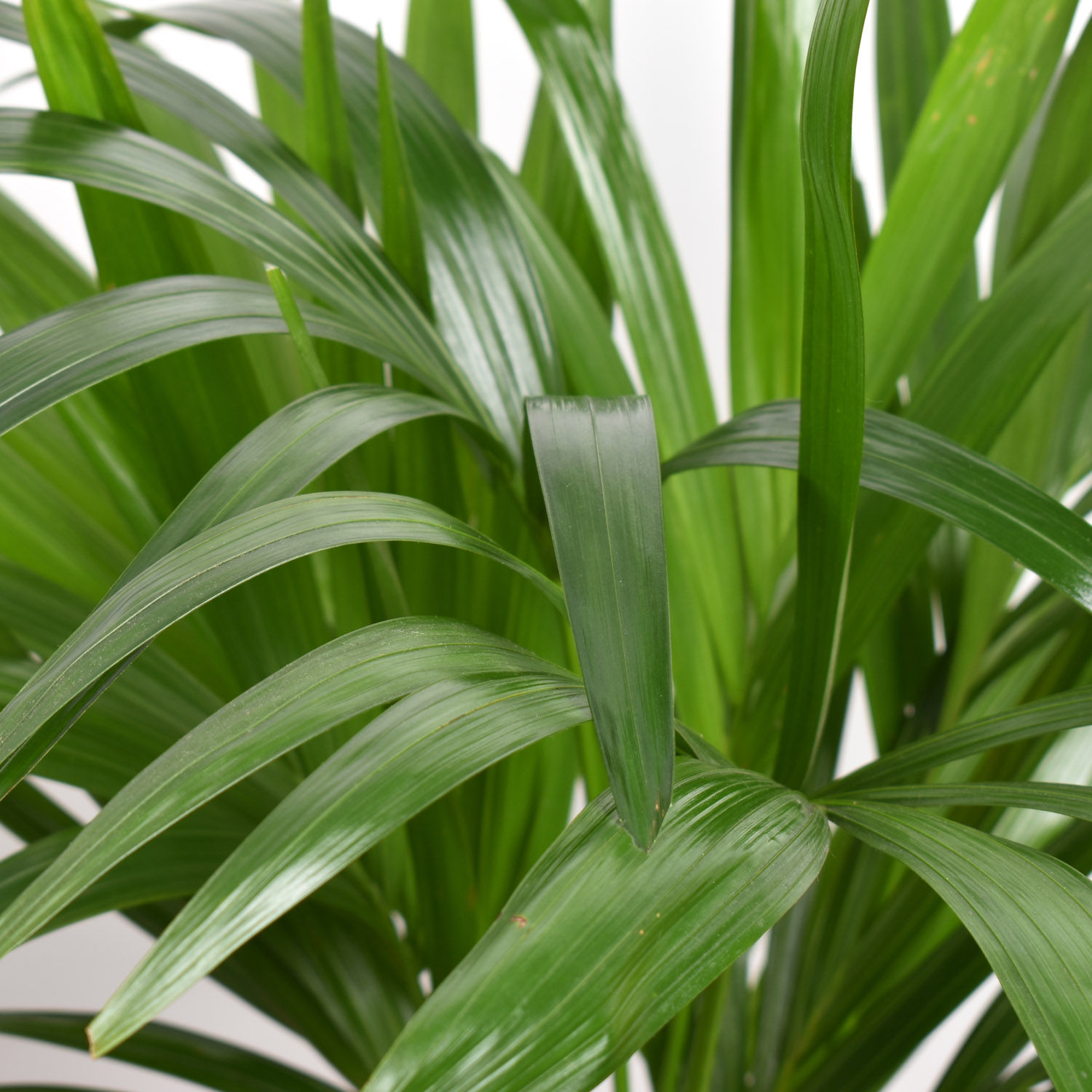 Order Kentia Palm Online | Same-Day Delivery UAE - Fnp.ae