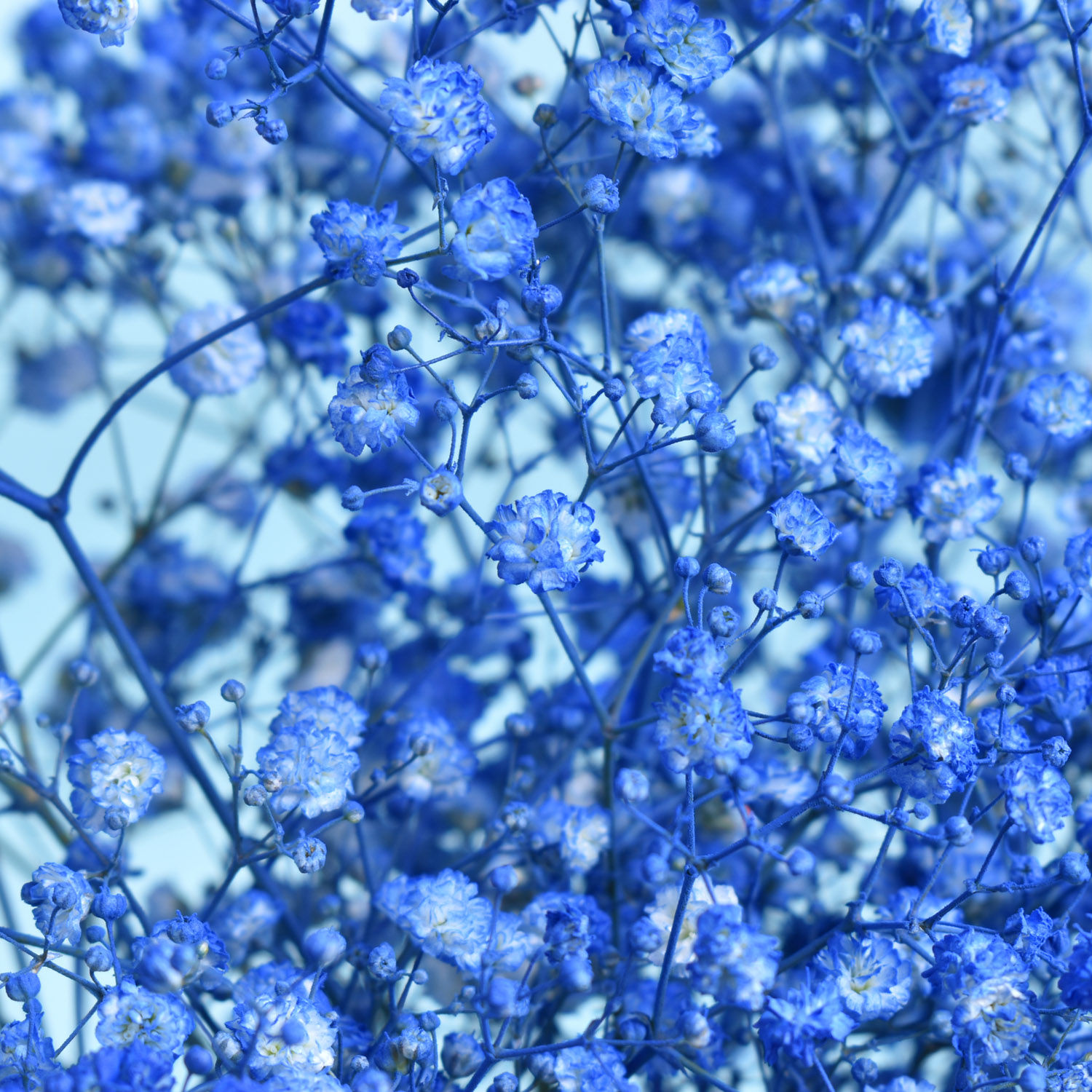 Online Best Dad Ever Blue Gypsos Arrangement Gift Delivery in UAE - FNP