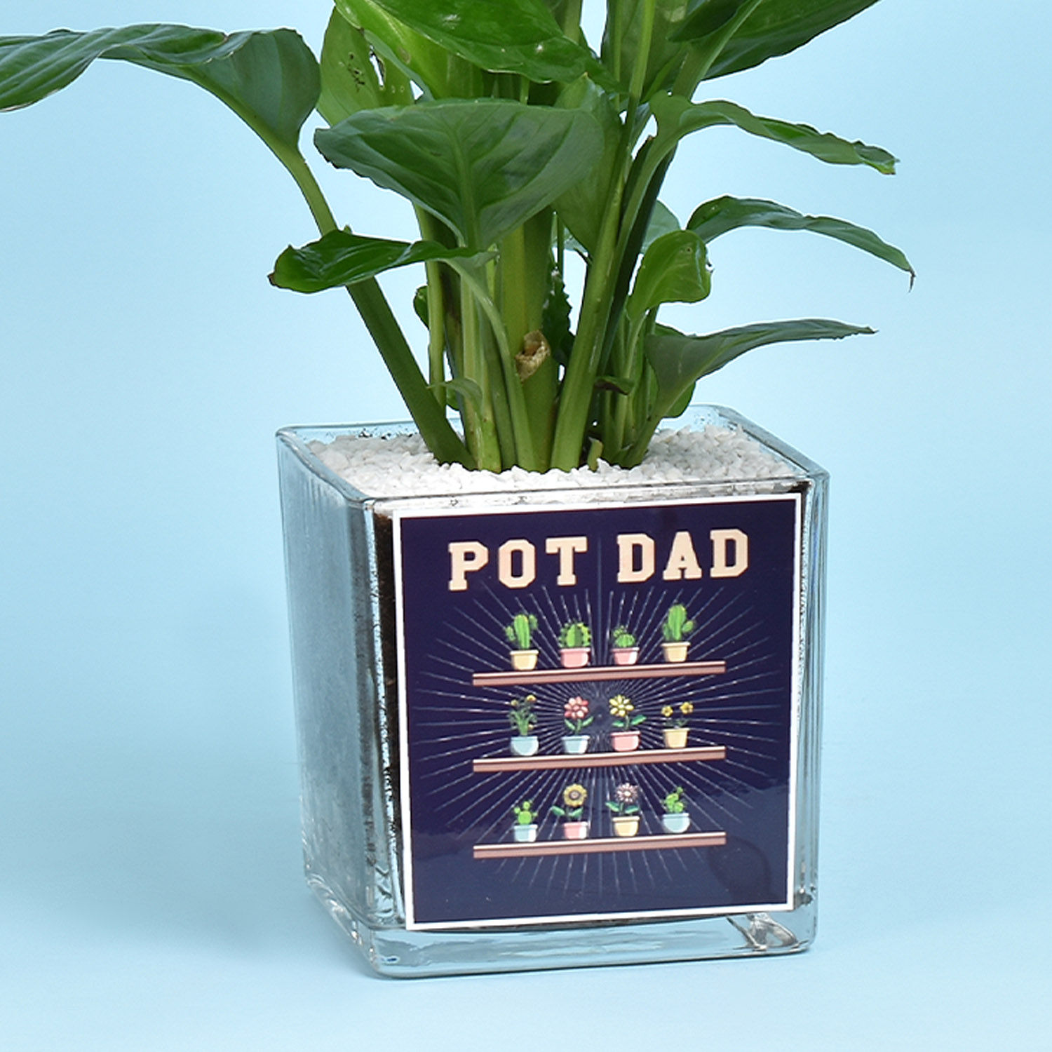 Order Pot Dad Peace Lilly Plant Online | Same-Day Delivery UAE - Fnp.ae